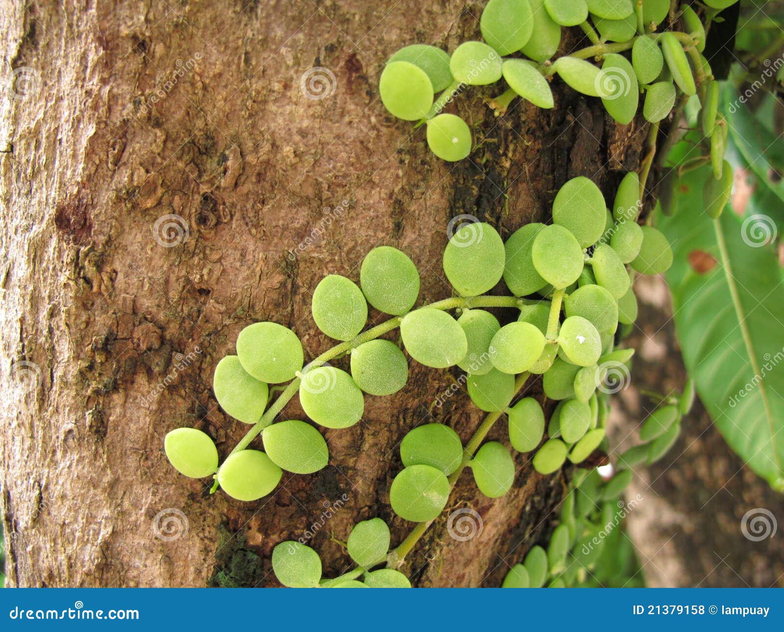 Dischidia Nummularia Variegata Royalty-Free Stock Image | CartoonDealer ...