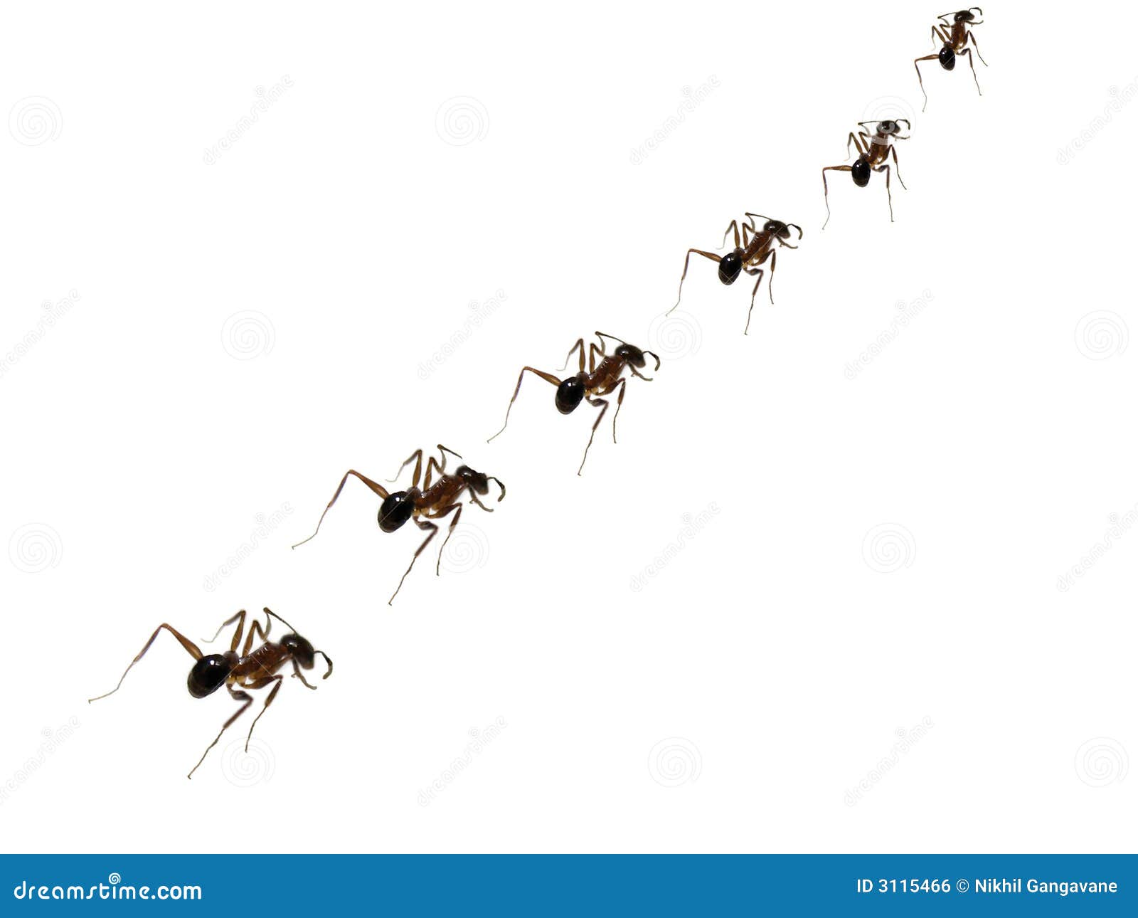 Disciplina de la hormiga foto de archivo. Imagen de insectos - 3115466
