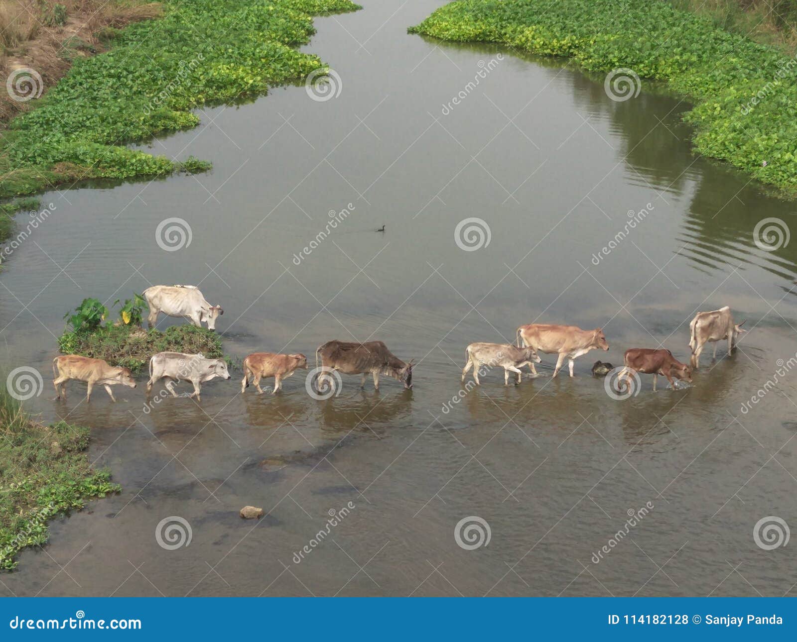 Discipline stock photo. Image of mammals, green, domestic - 114182128