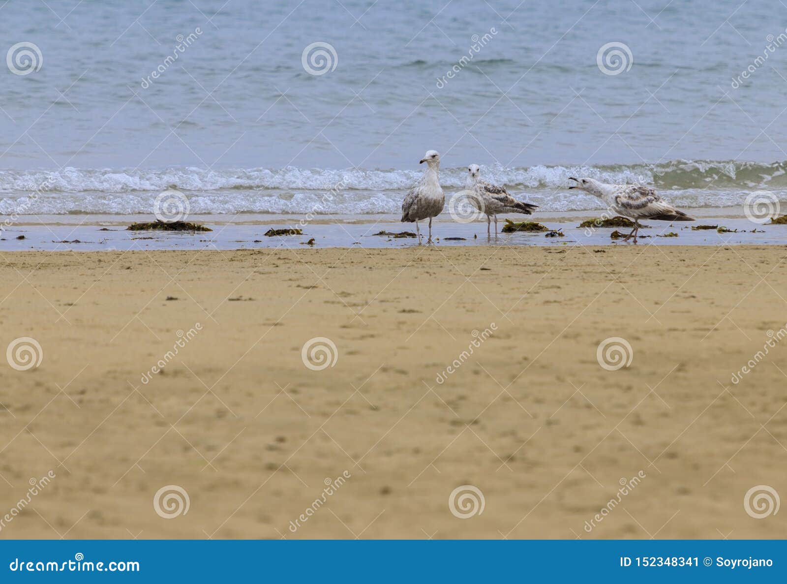Disclaimer of 3 Seagulls Laridae Stock Image - Image of fight, bird ...