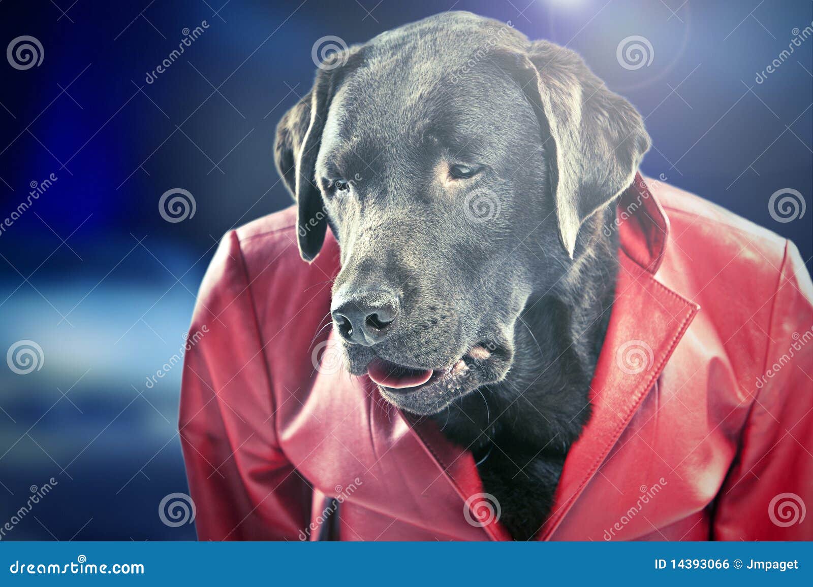 Disco Dancing Chocolate Labrador Stock Photo - Image of 1970s, club ...