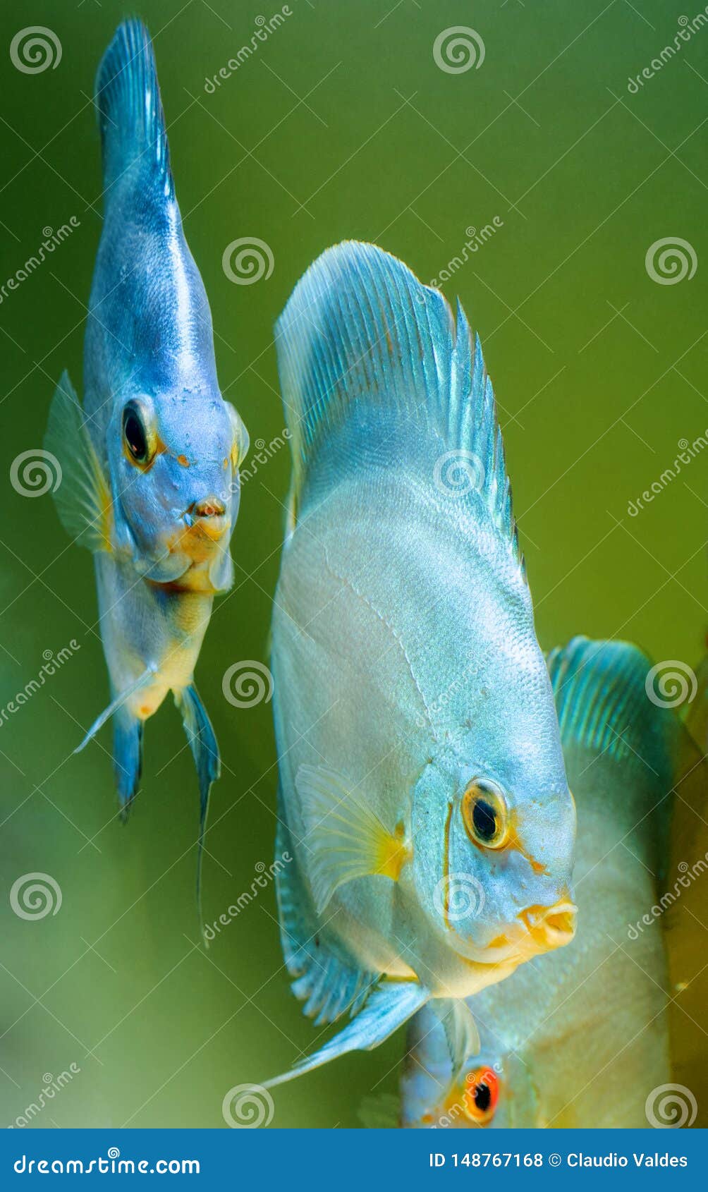 Disco fish Blue Diamond stock photo. Image of water - 148767168