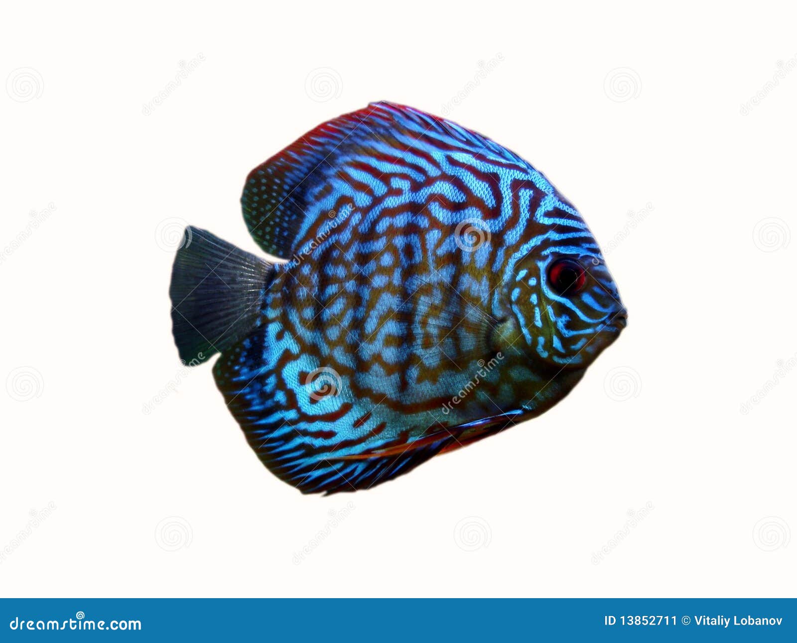 Disco rojo de la turquesa imagen de archivo. Imagen de salto - 13852711