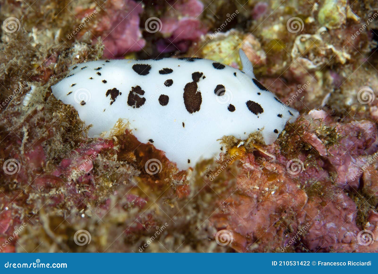 Discodoris Atromaculata Nudibranch Stock Photo - Image of lens ...