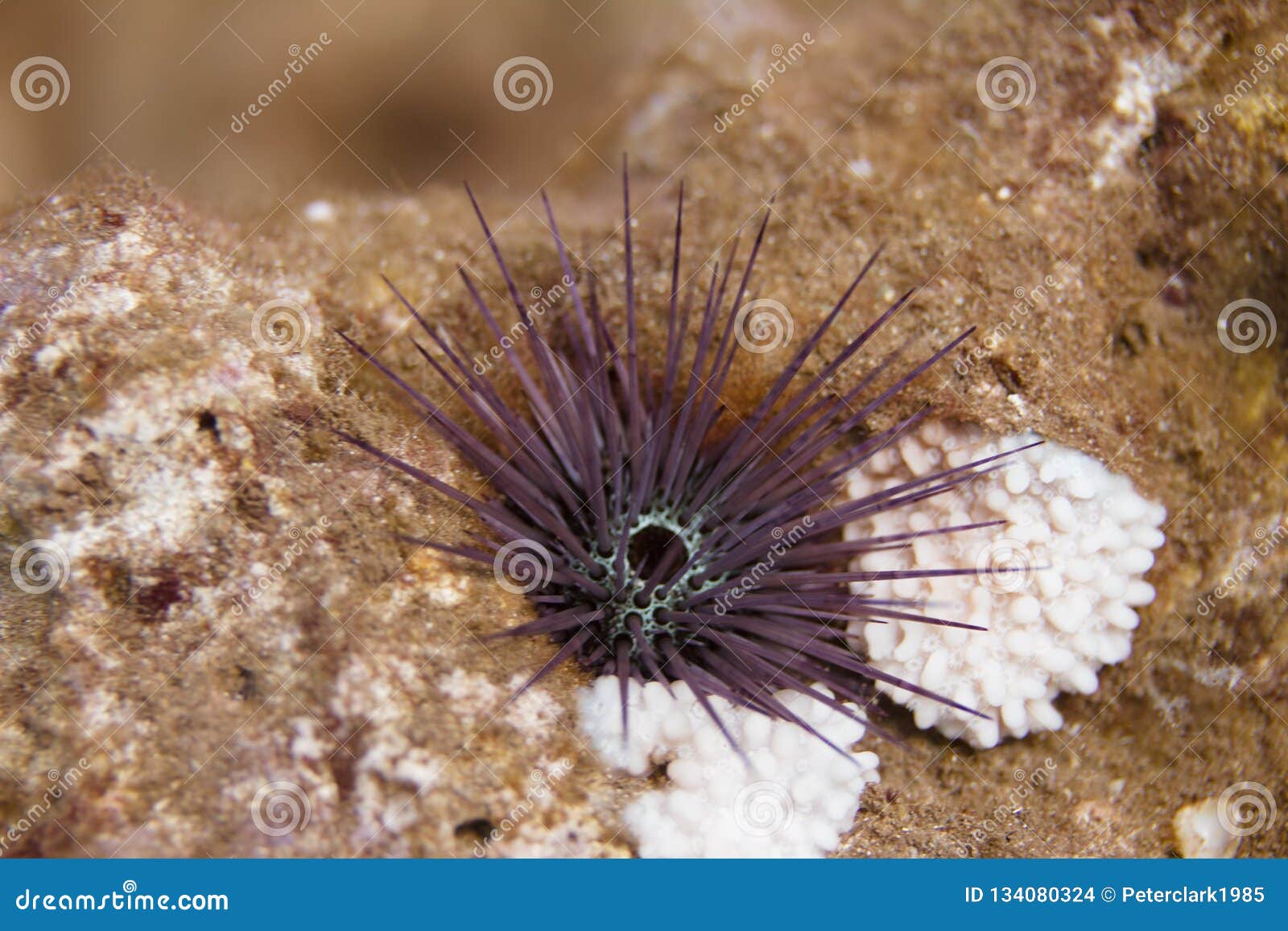 Discolo Dell'ago-Spined Su Coral Reef Fotografia Stock - Immagine di ...