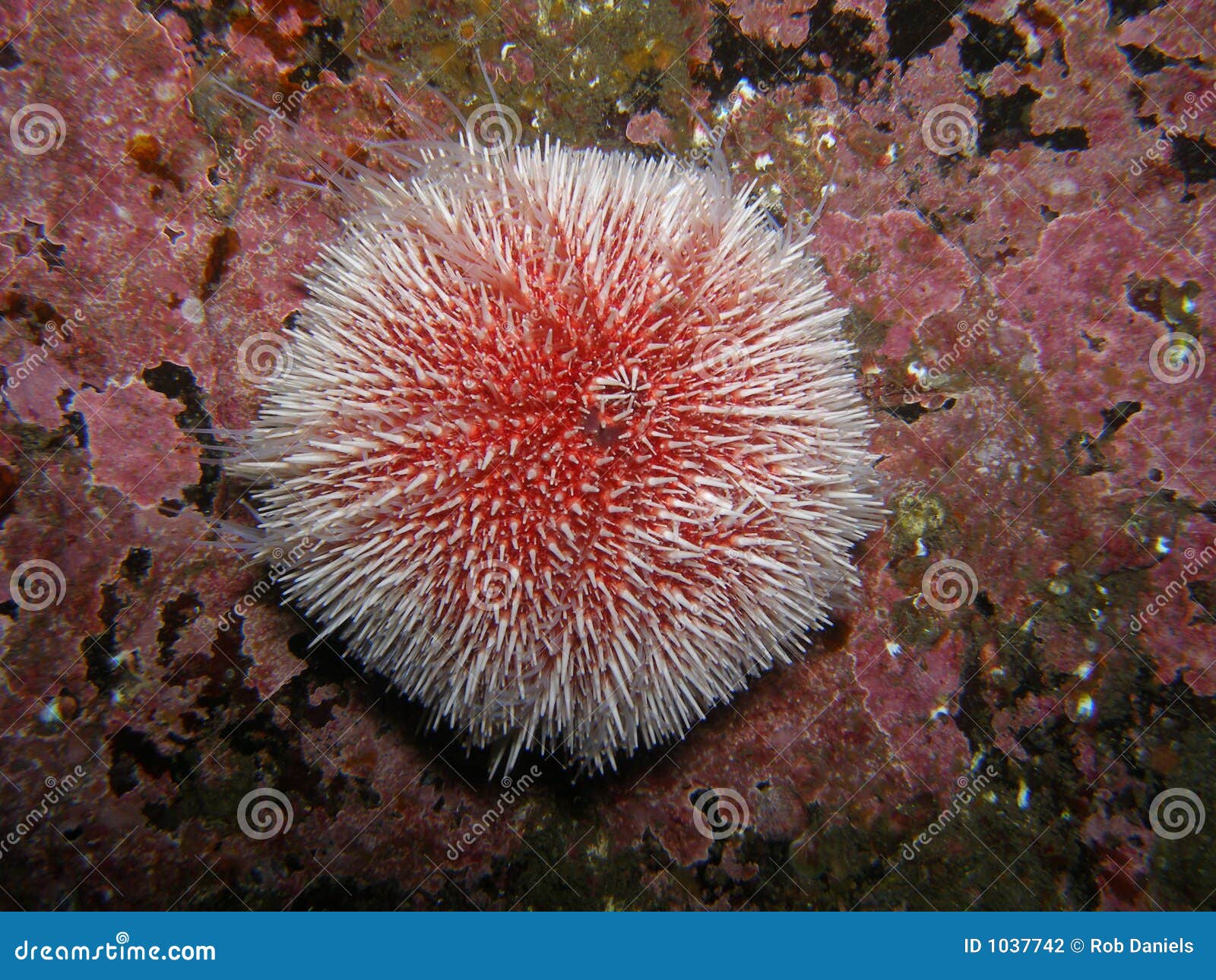 Discolo di mare fotografia stock. Immagine di attivo, isole - 1037742