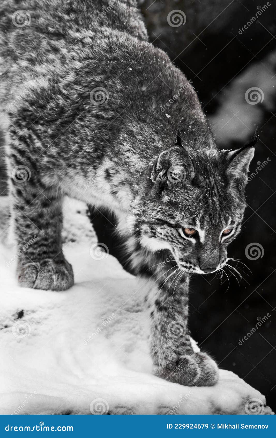 Discolored Cat Lynx with Yellow Eyes Walks Sideways and Down Cold Snow ...
