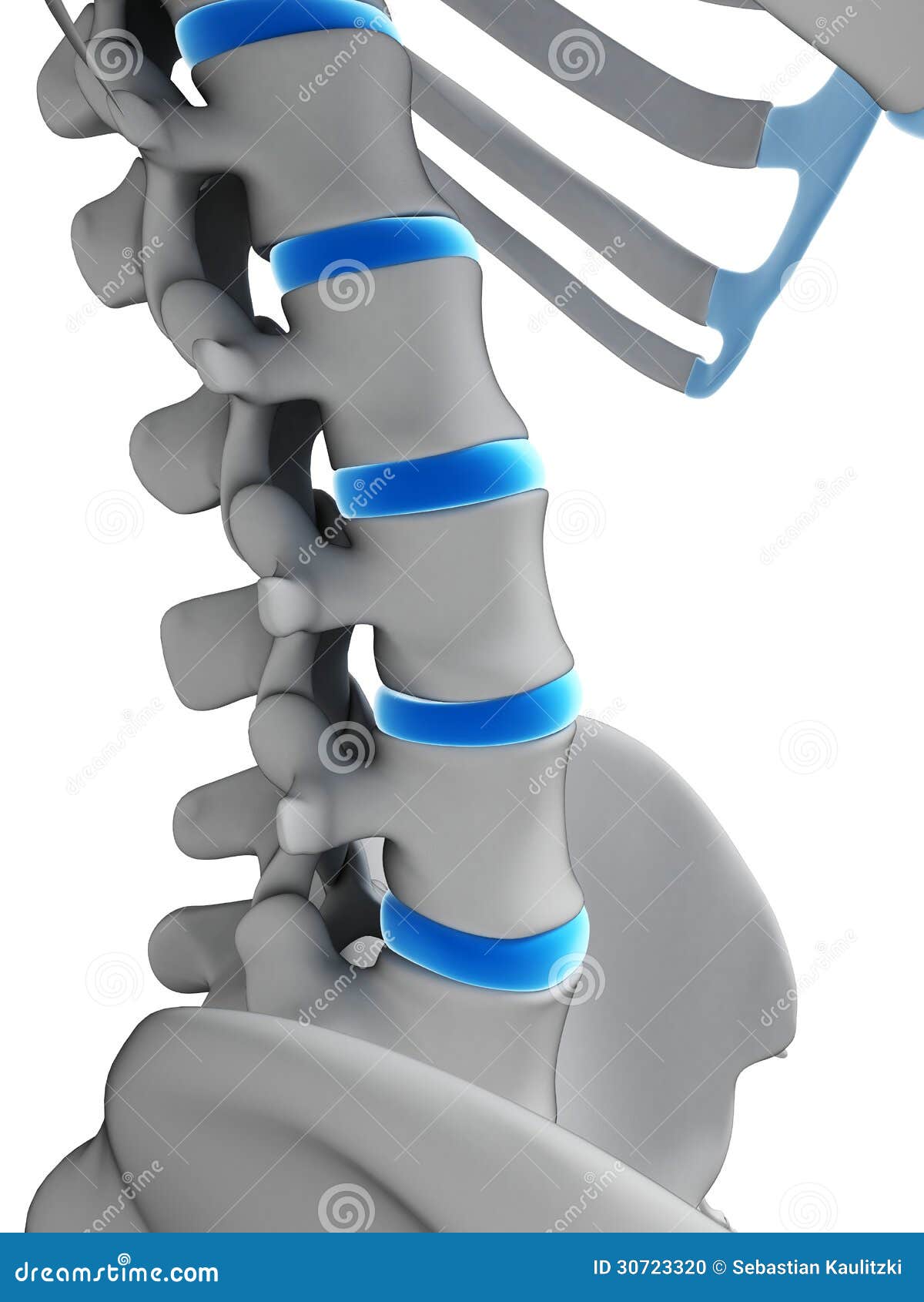 Discos intervertebrales stock de ilustración. Ilustración de cervical ...