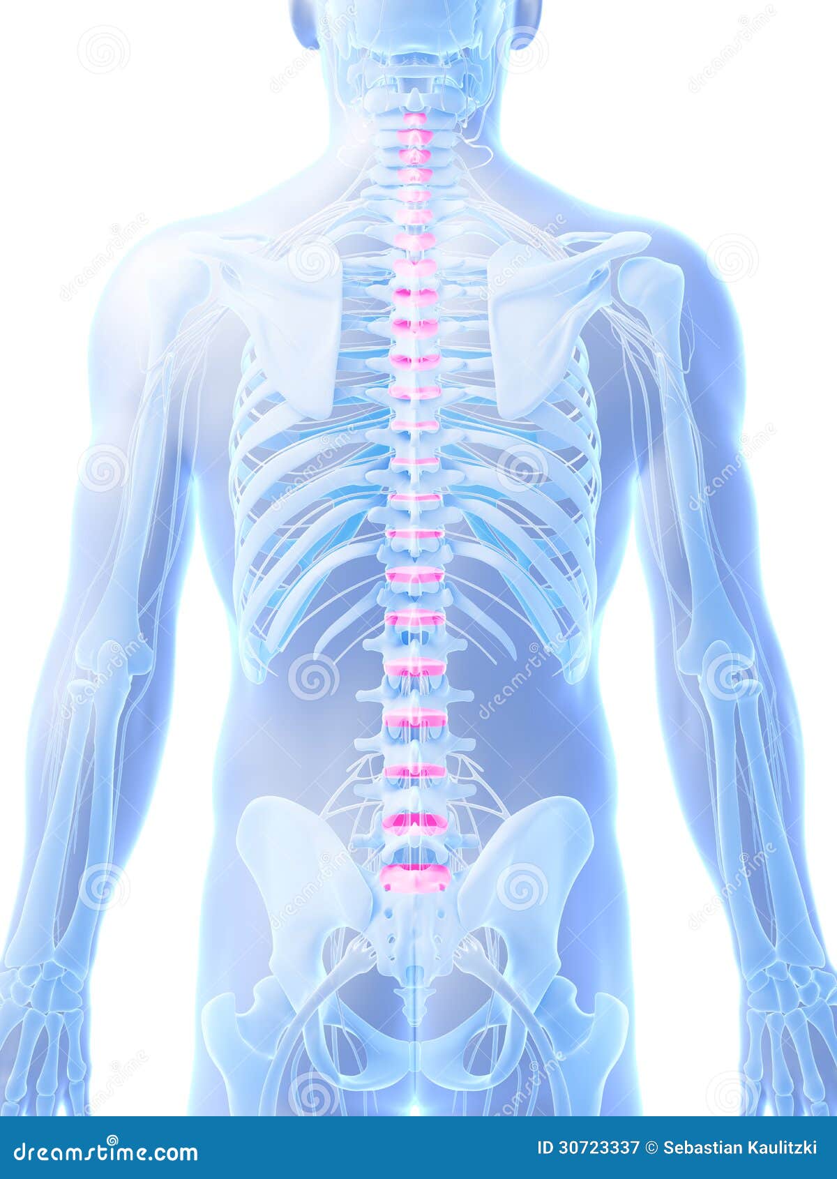 Discos intervertebrales stock de ilustración. Ilustración de retroceder ...