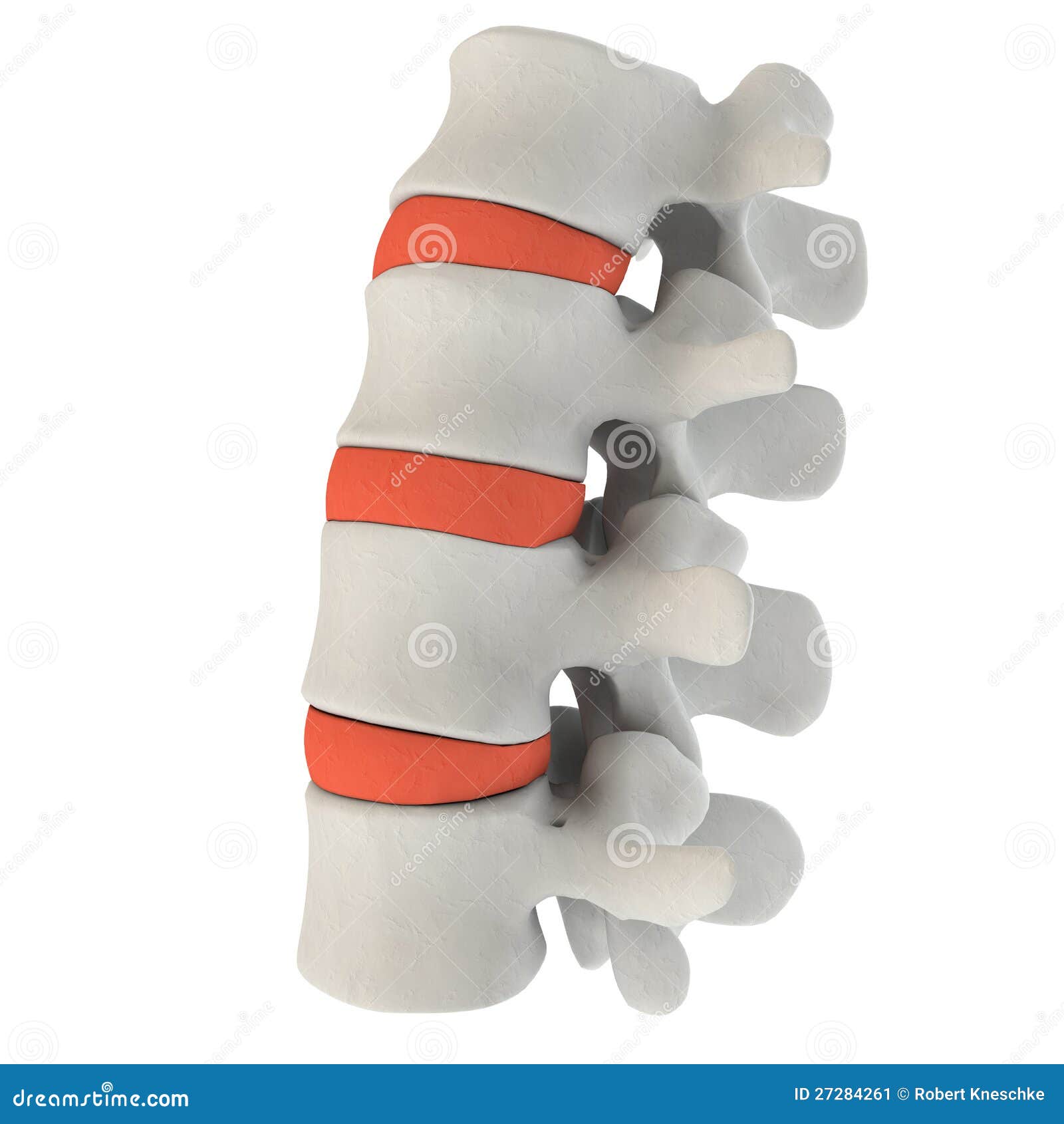 Discos Intervertebrales Marcados Stock de ilustración - Ilustración de ...