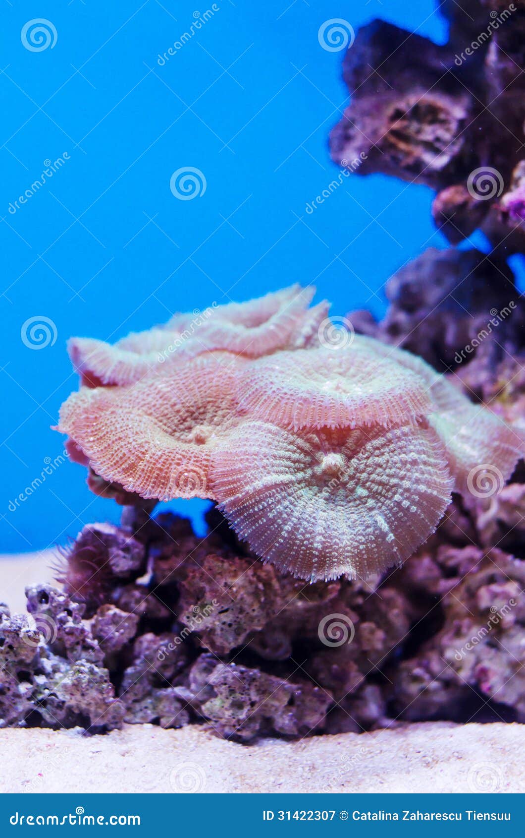 Discosoma Coral stock image. Image of mushroom, aquarium - 31422307