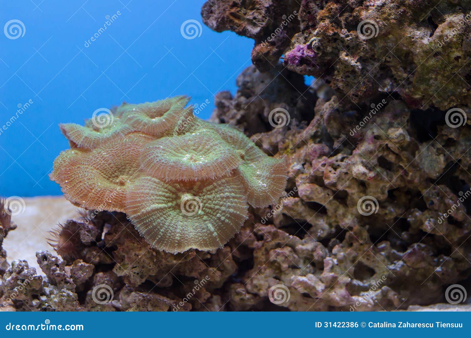 Discosoma Coral stock photo. Image of reef, anemone, tank - 31422386