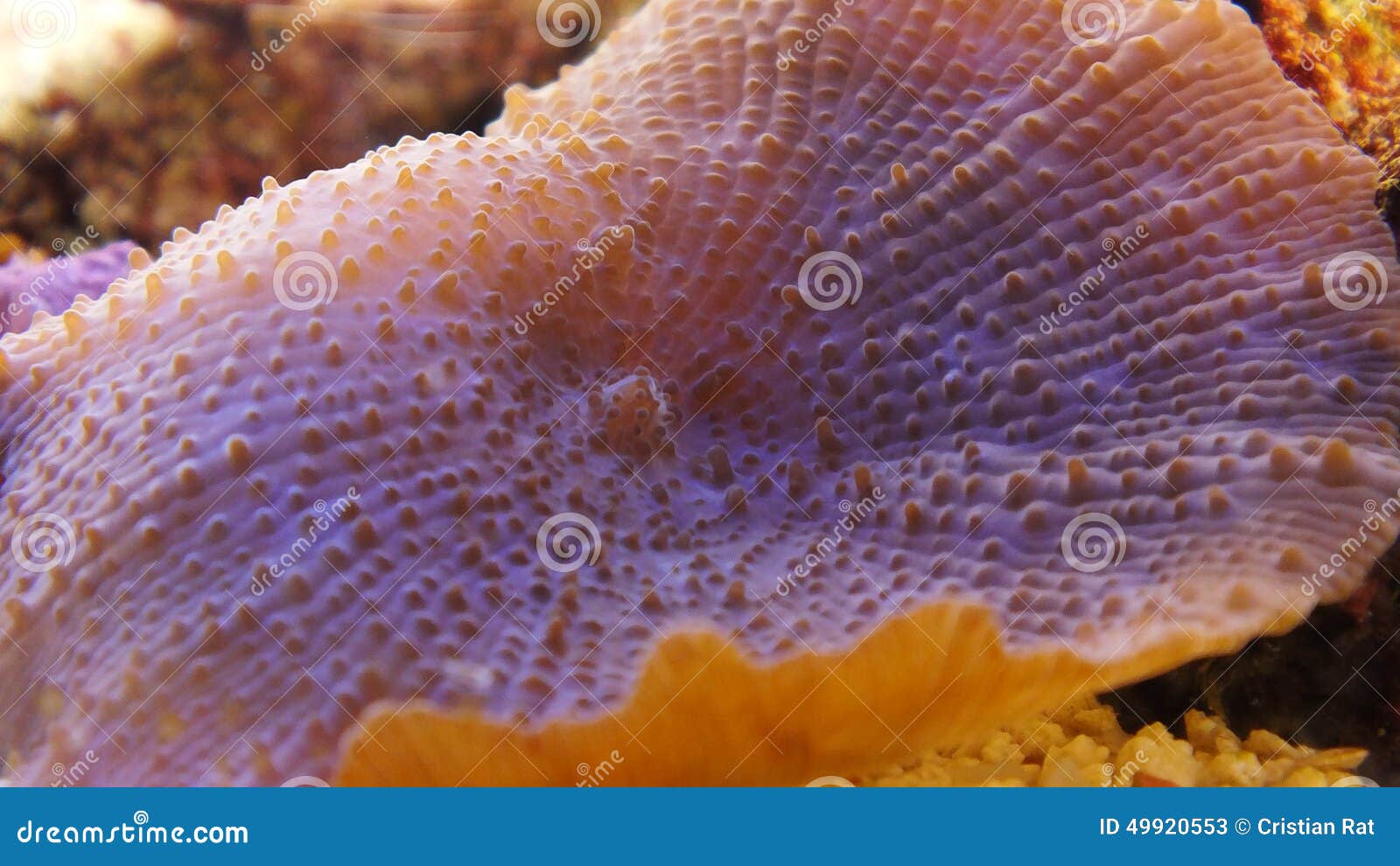 Discosoma red stock image. Image of discosoma, salt, soft - 49920553