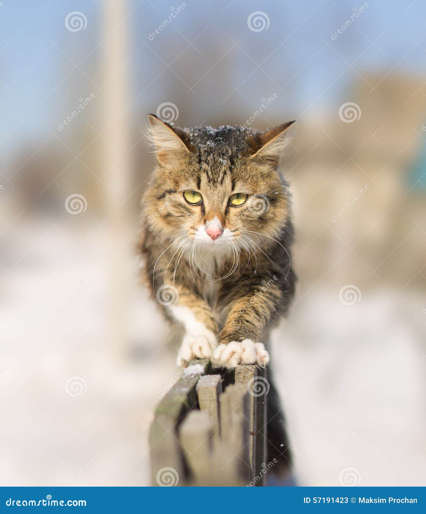 Discouraged Young Cat Going on a Fence Stock Image - Image of domestic ...