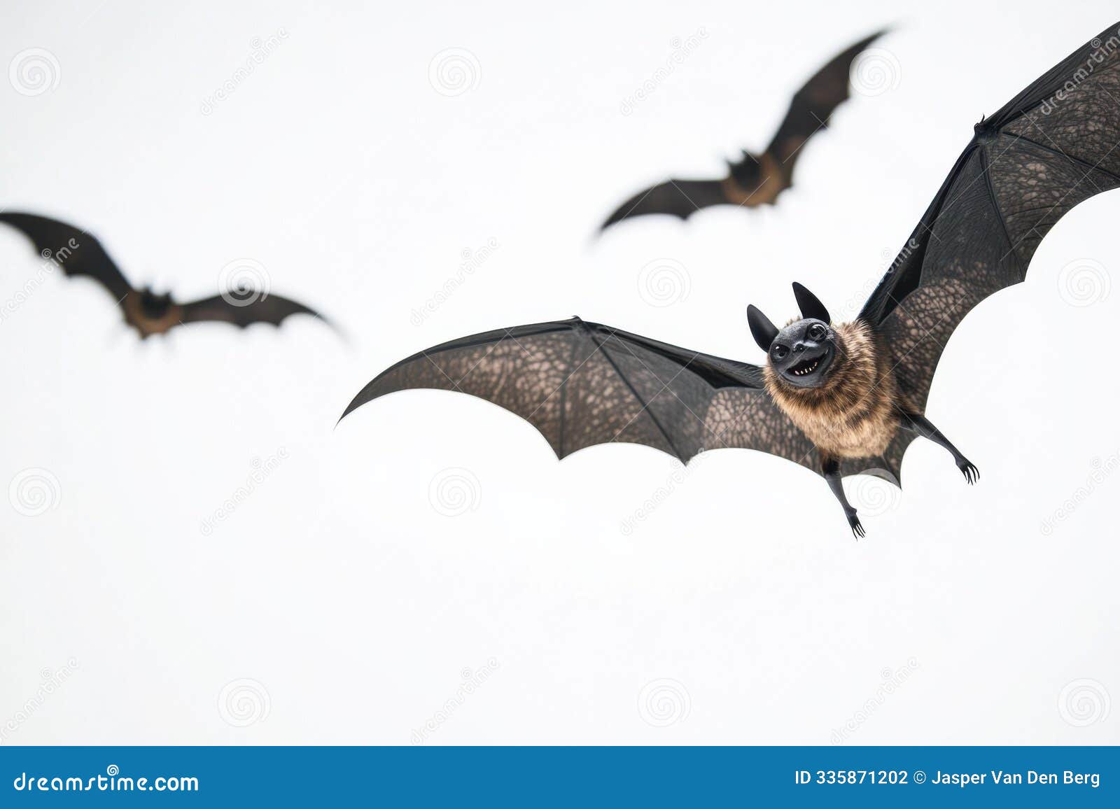 Flying Bats for Halloween Decorations and Wildlife Awareness ...