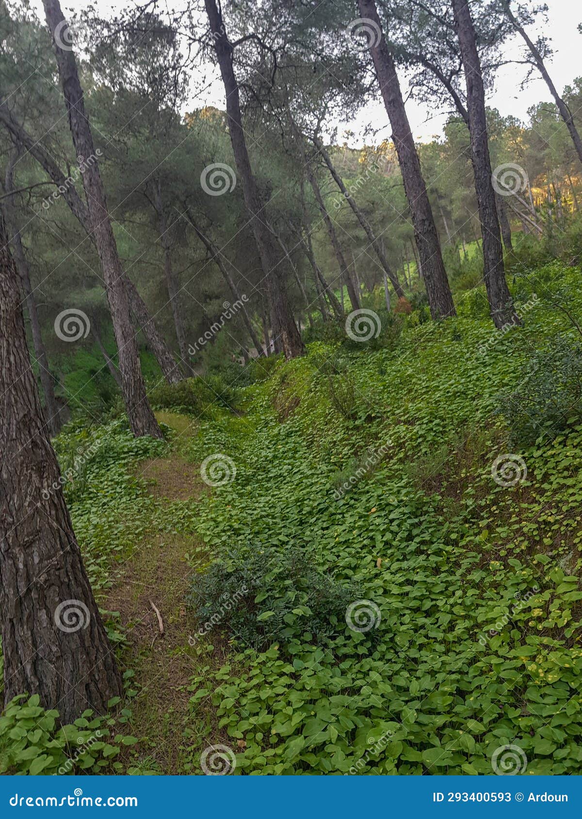 Discover the Hidden Beauty of the Small Footpath between the Trees in ...