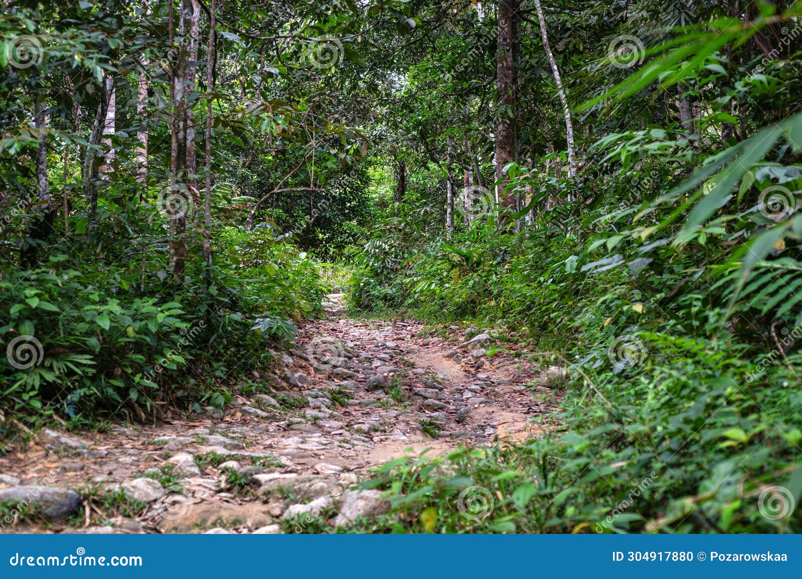 Discover the Lush Tropical Path in Vibrant Greenery and Rocks a ...