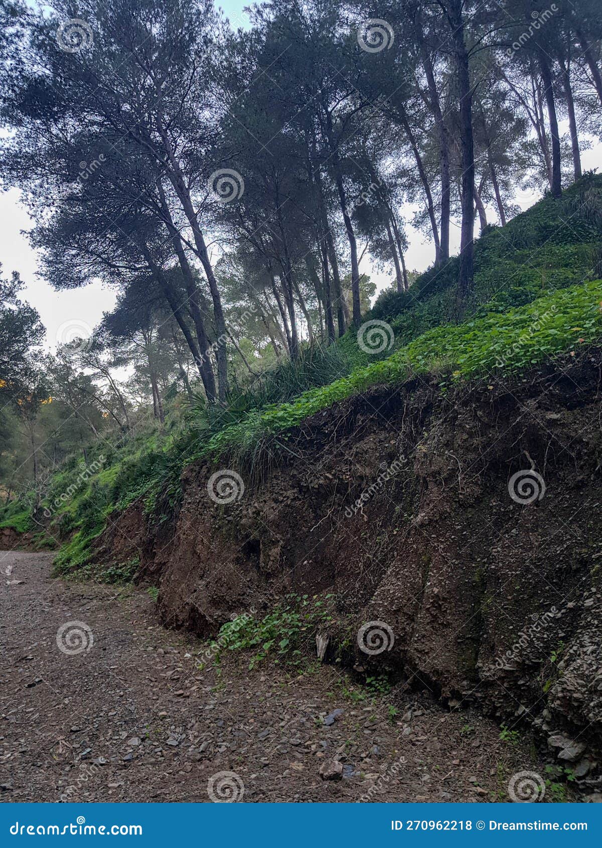 Discover the Original Natural Beauty of Pine Tree Forests Stock Photo ...