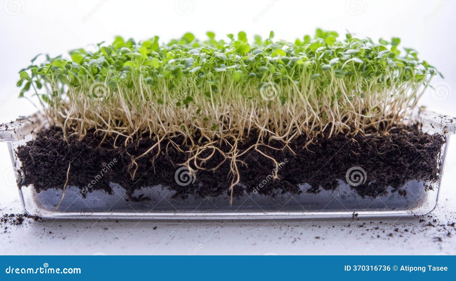 Types Of Root Systems Of Plants, Monosots And Dicots In The Soil In Cut ...