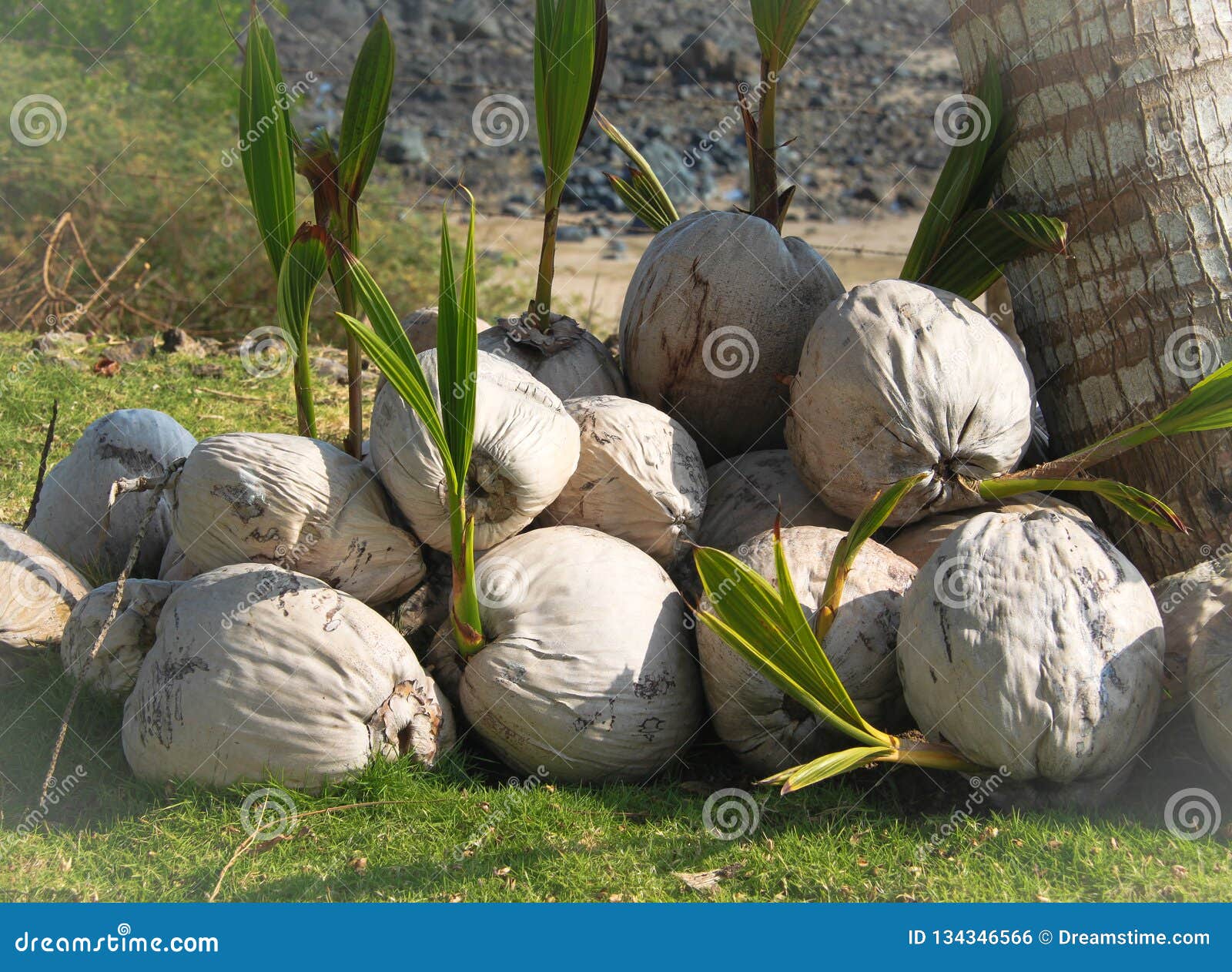 Decaying Coconuts Under a Tree Stock Photo - Image of pillow, white ...