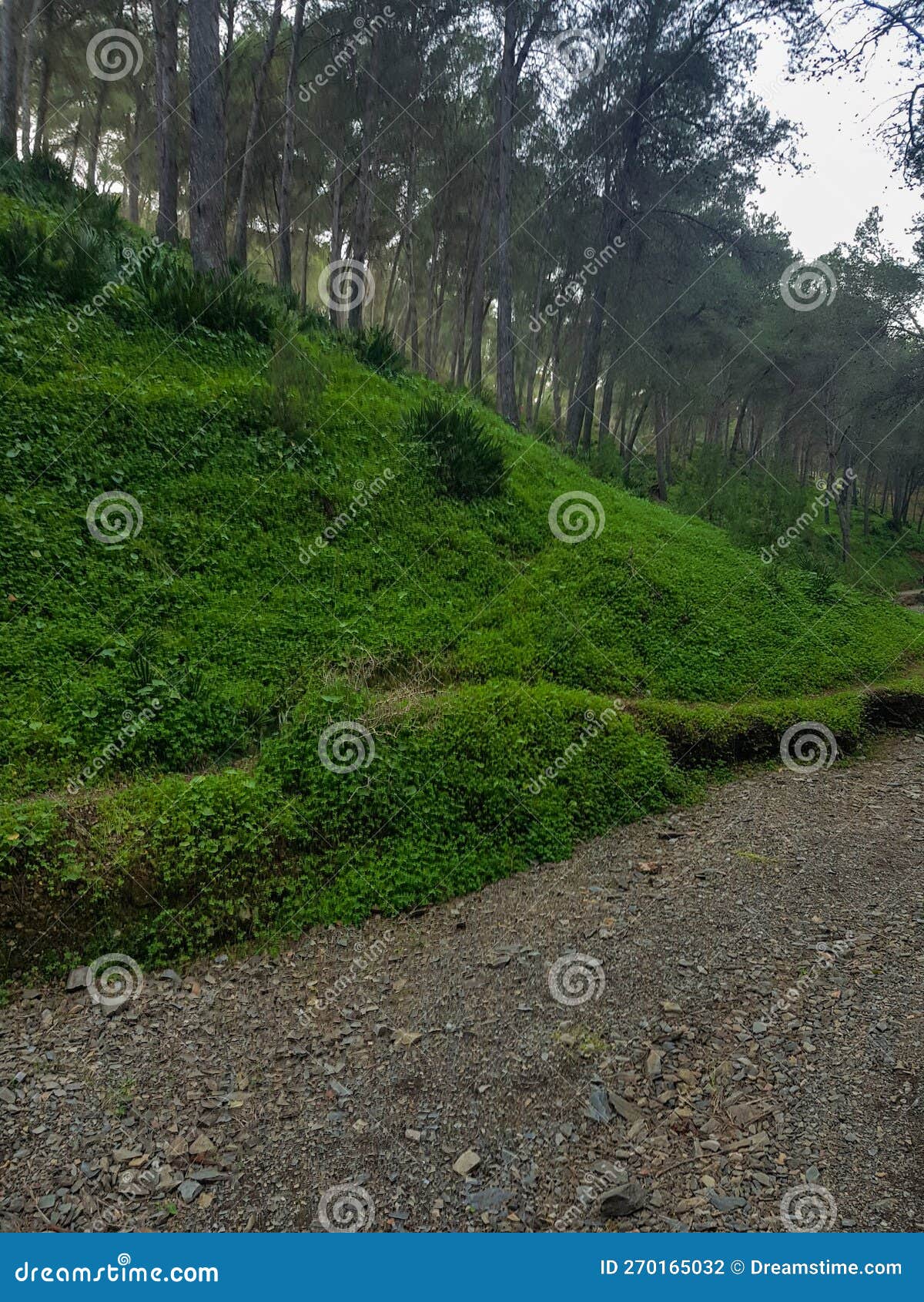 Discovering the Pristine Beauty of a Soil Wall Along a Nature Path ...