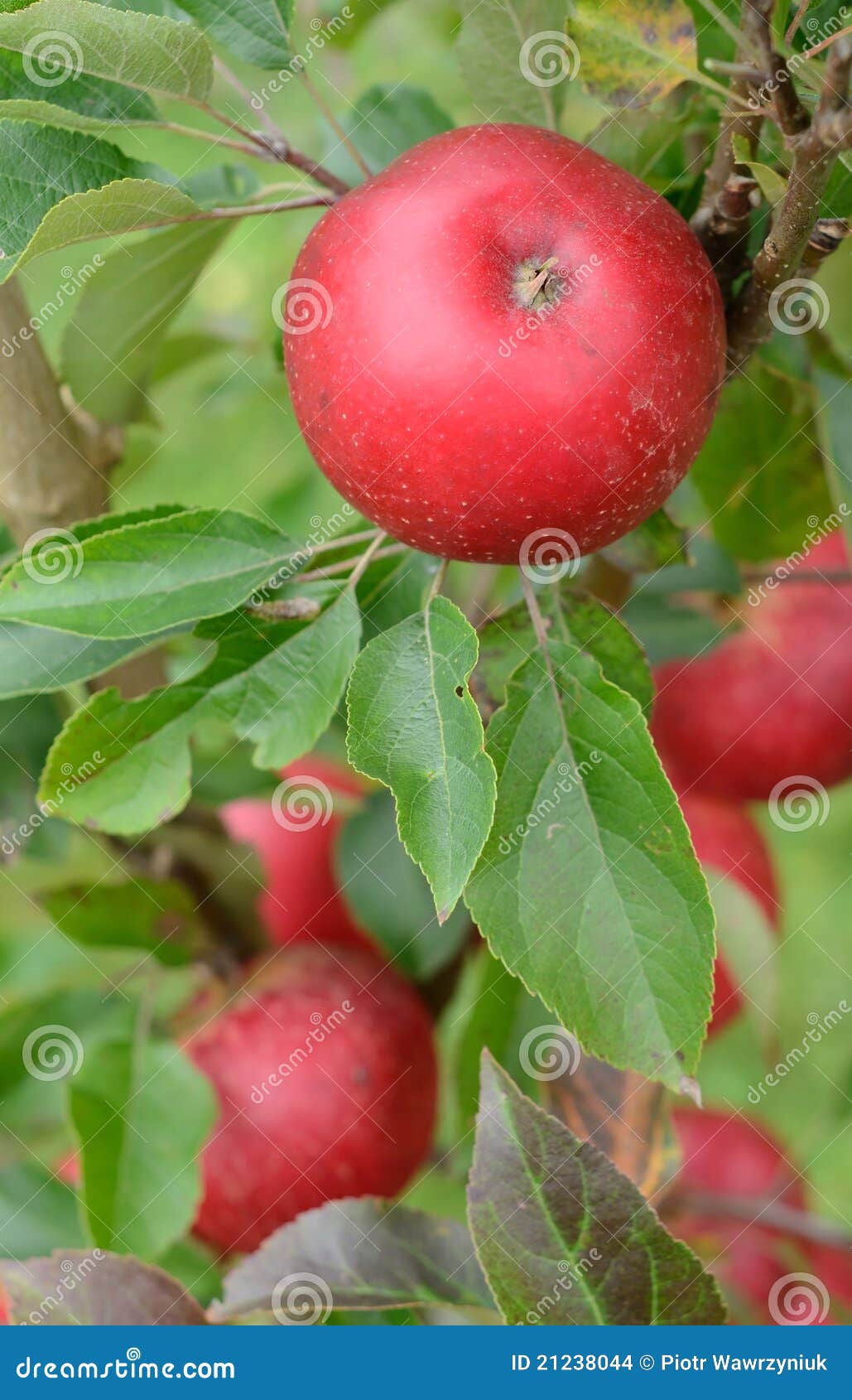 Discovery Apples - Vertical Closeup Stock Photo - Image of gardening ...