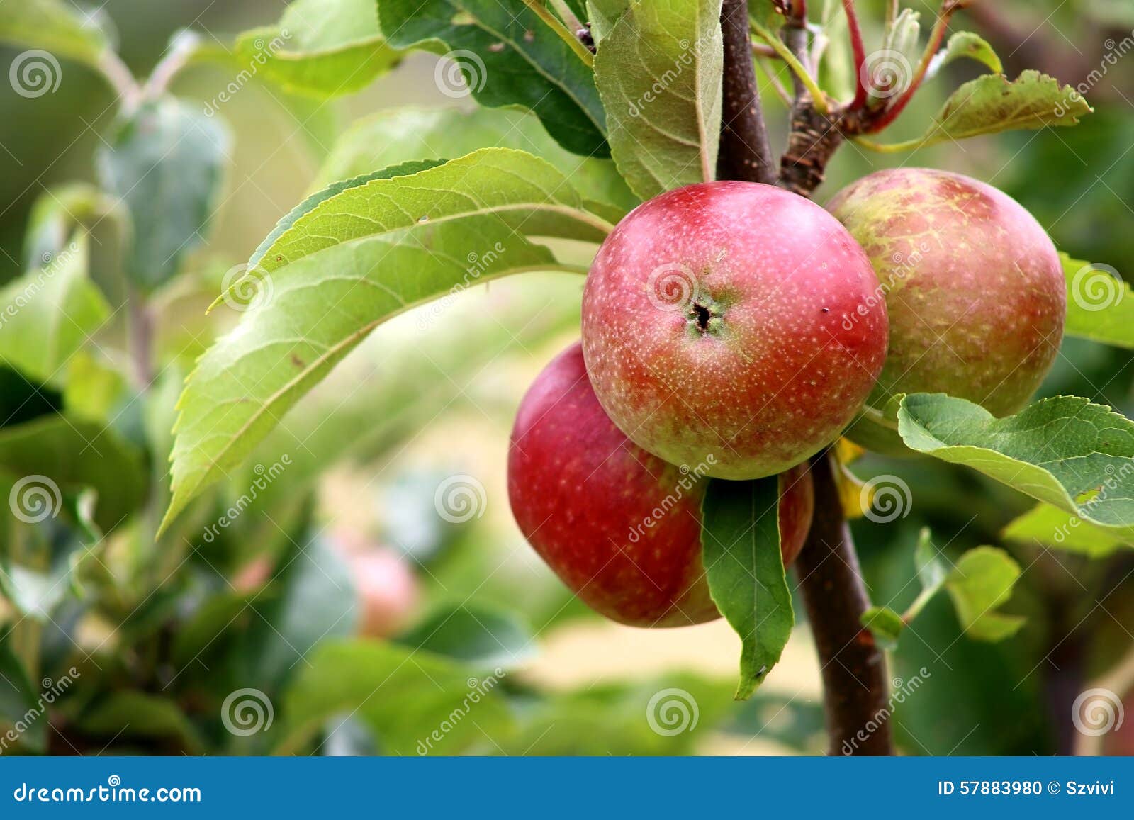 Discovery apples stock photo. Image of garden, early - 57883980