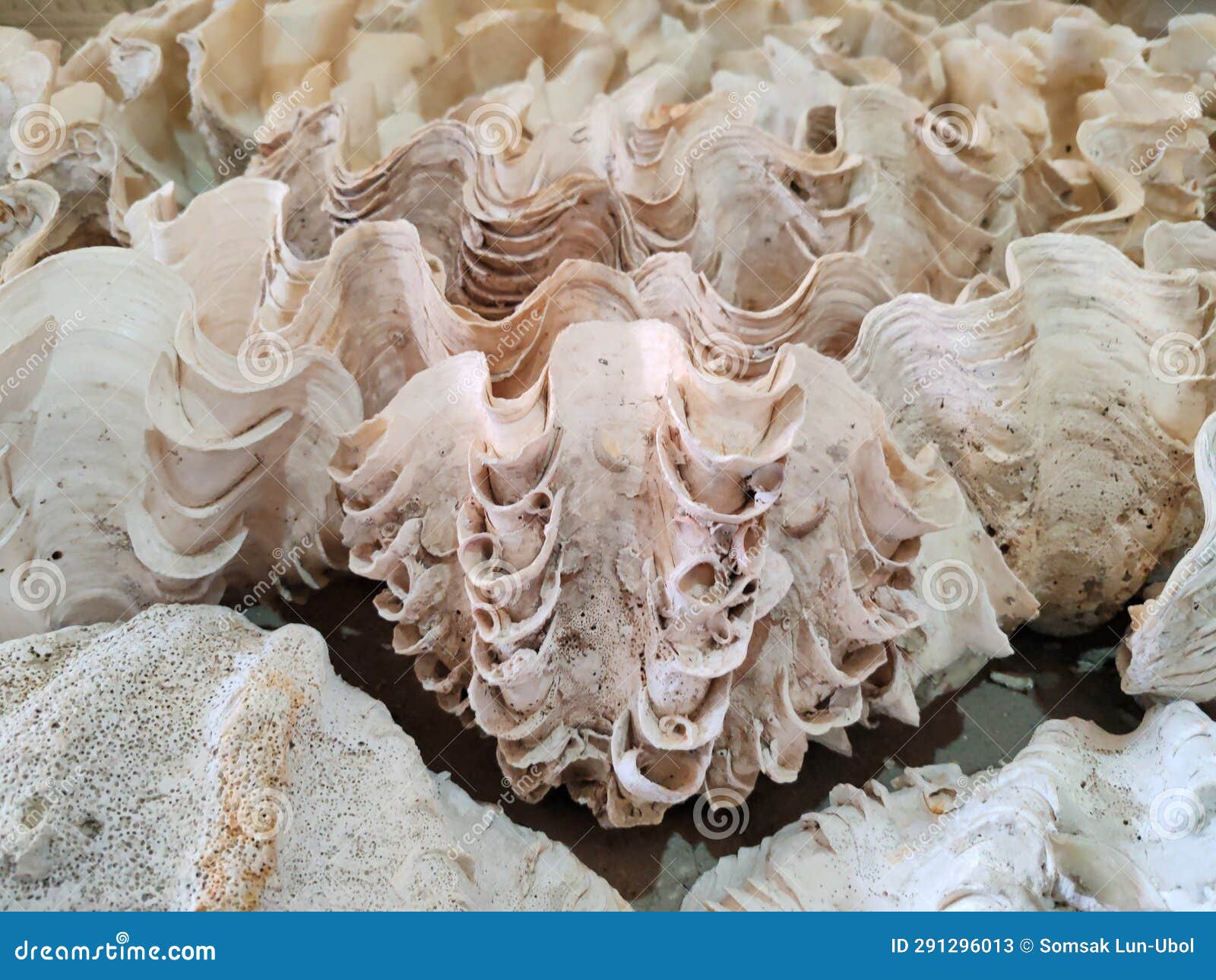 Discovery of a Large White Sea Shell Stock Image - Image of discovery ...