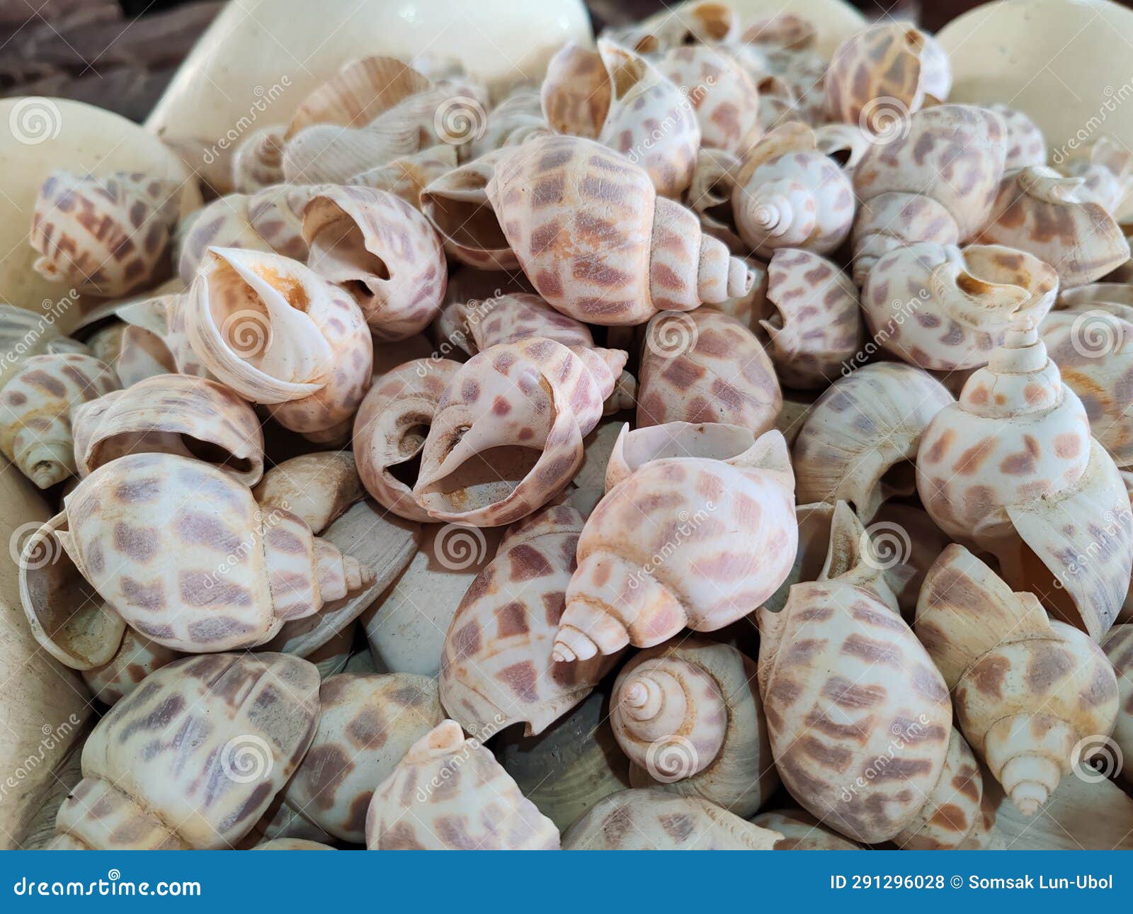 Discovery of a Large White Sea Shell Stock Photo - Image of wildlife ...