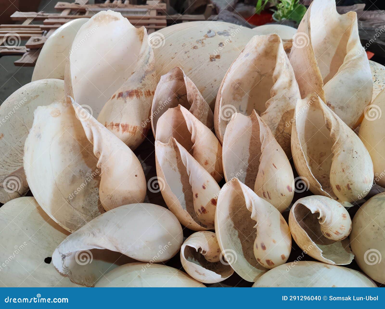 Discovery of a Large White Sea Shell Stock Photo - Image of fruit ...