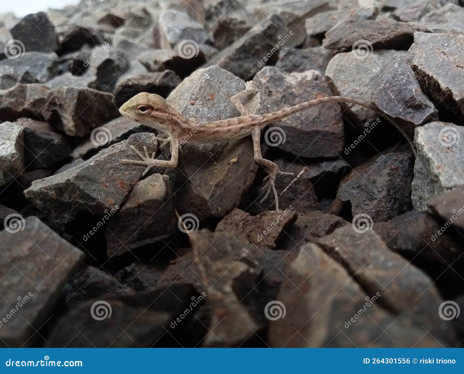 Discovery of Lizards in the Wild Stock Photo - Image of leaf, wildlife ...
