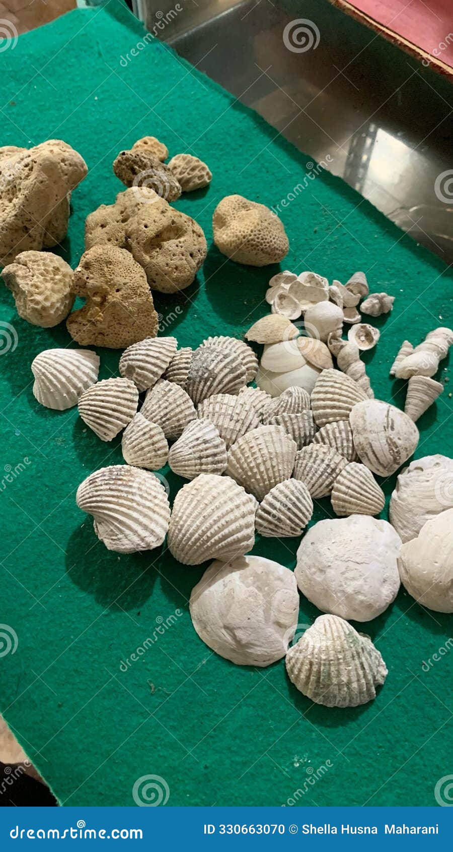 The Discovery of Shells and Rocks Hundreds of Years Ago Can Also Be ...