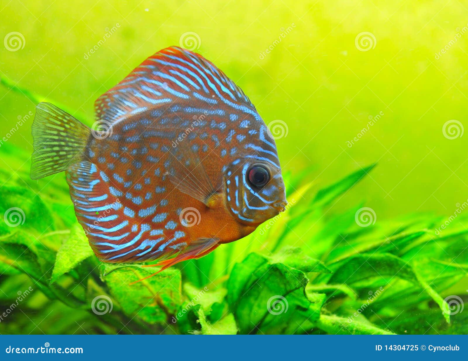 Discus stock image. Image of tropical, discus, blue, symphisodon - 14304725