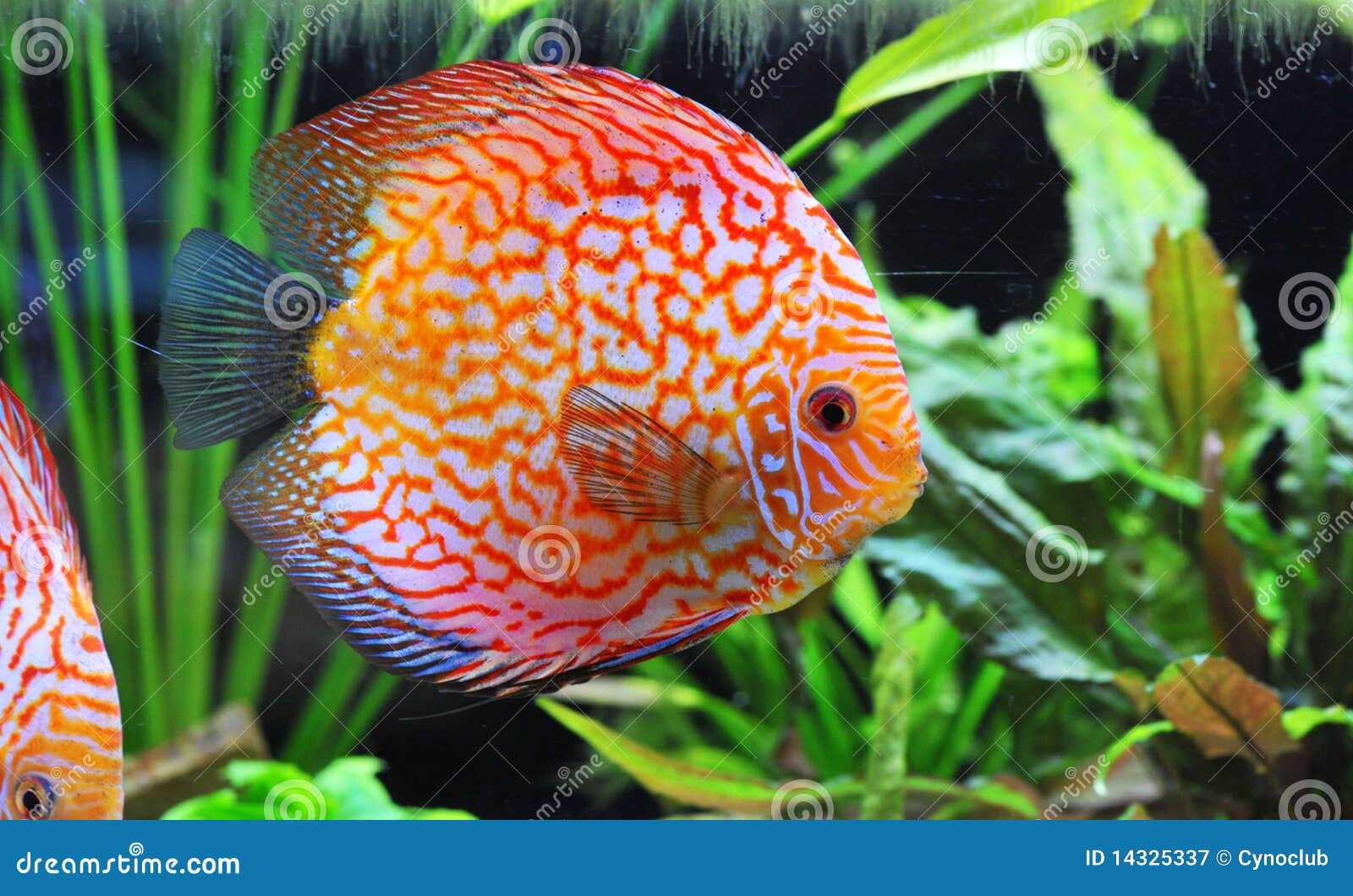 Discus stock image. Image of swimming, tropical, discus - 14325337