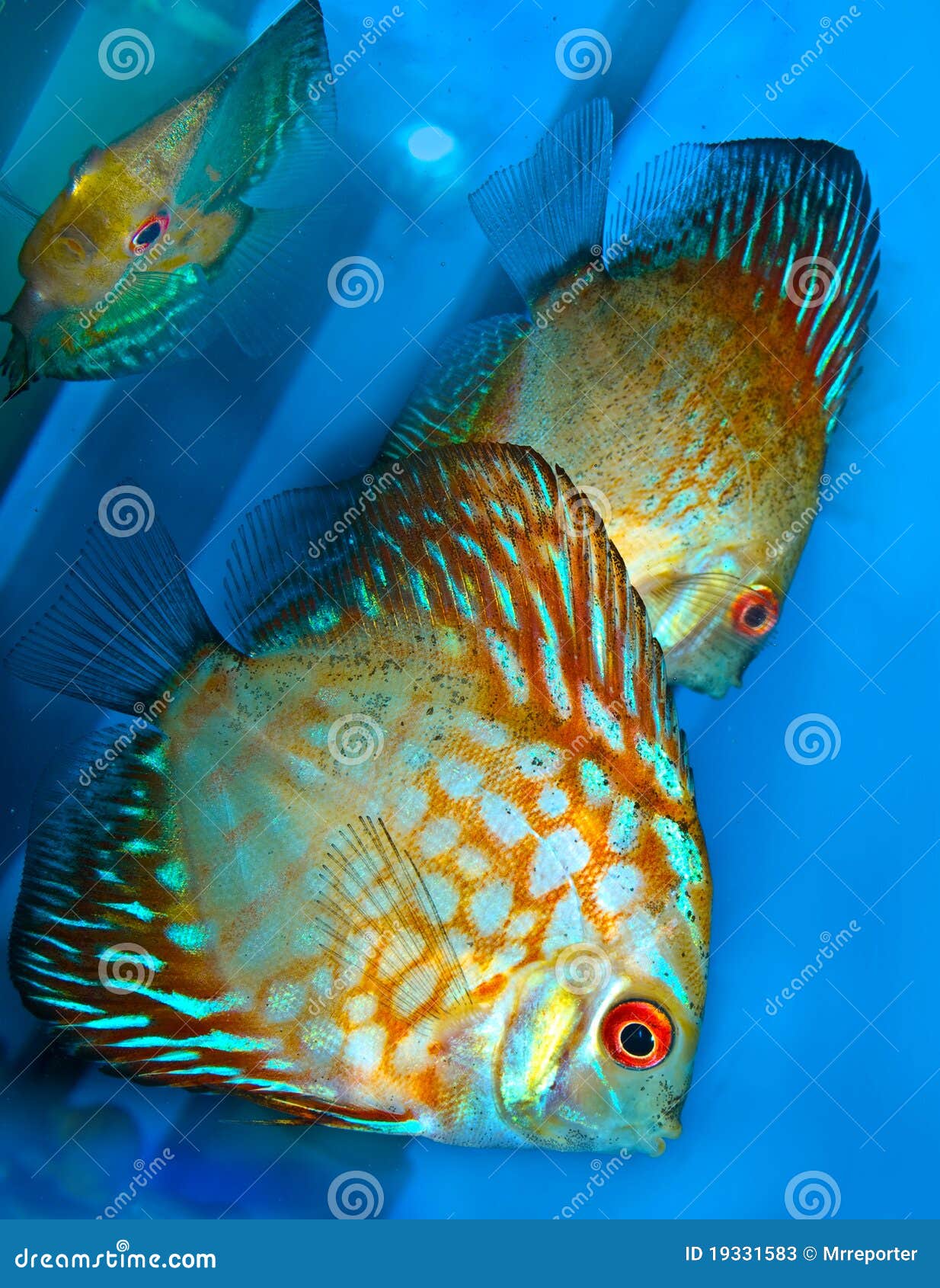 Discus stock image. Image of discus, colored, underwater - 19331583