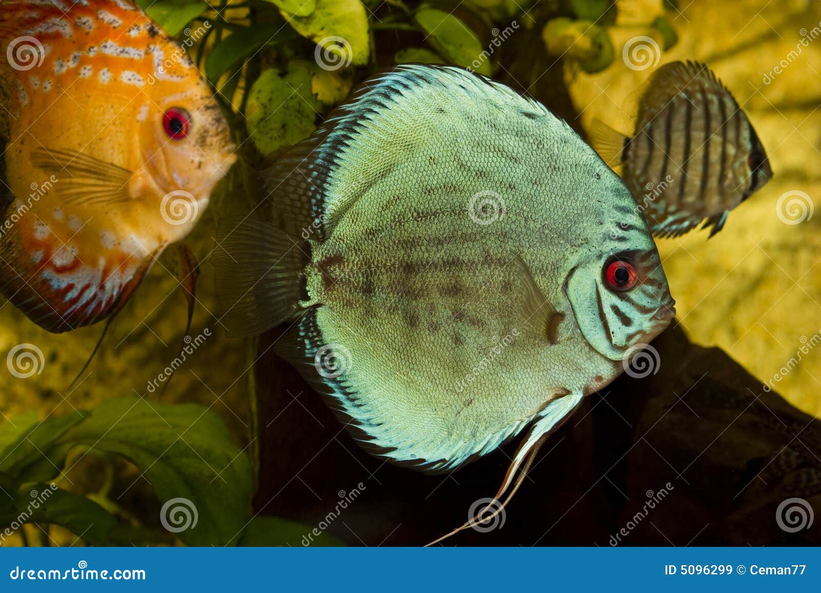 Discus stock image. Image of animal, beauty, environment - 5096299