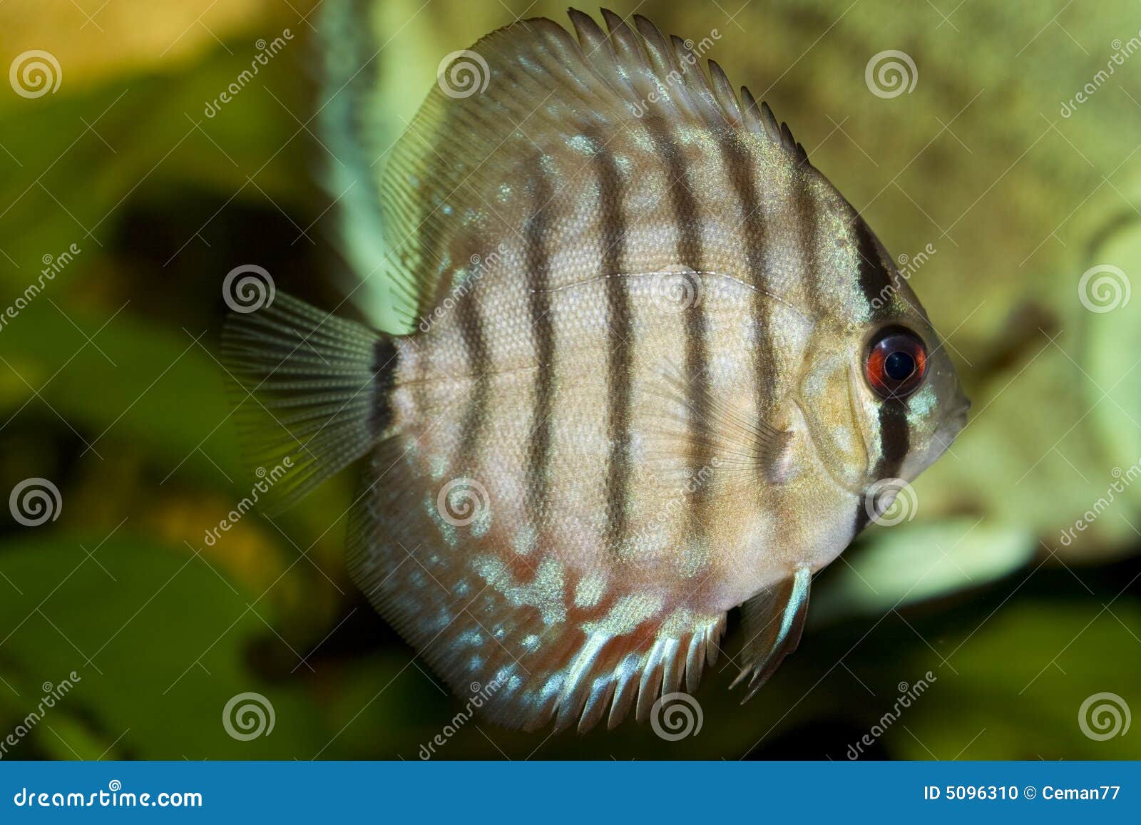 Discus stock photo. Image of environment, wildlife, discus - 5096310