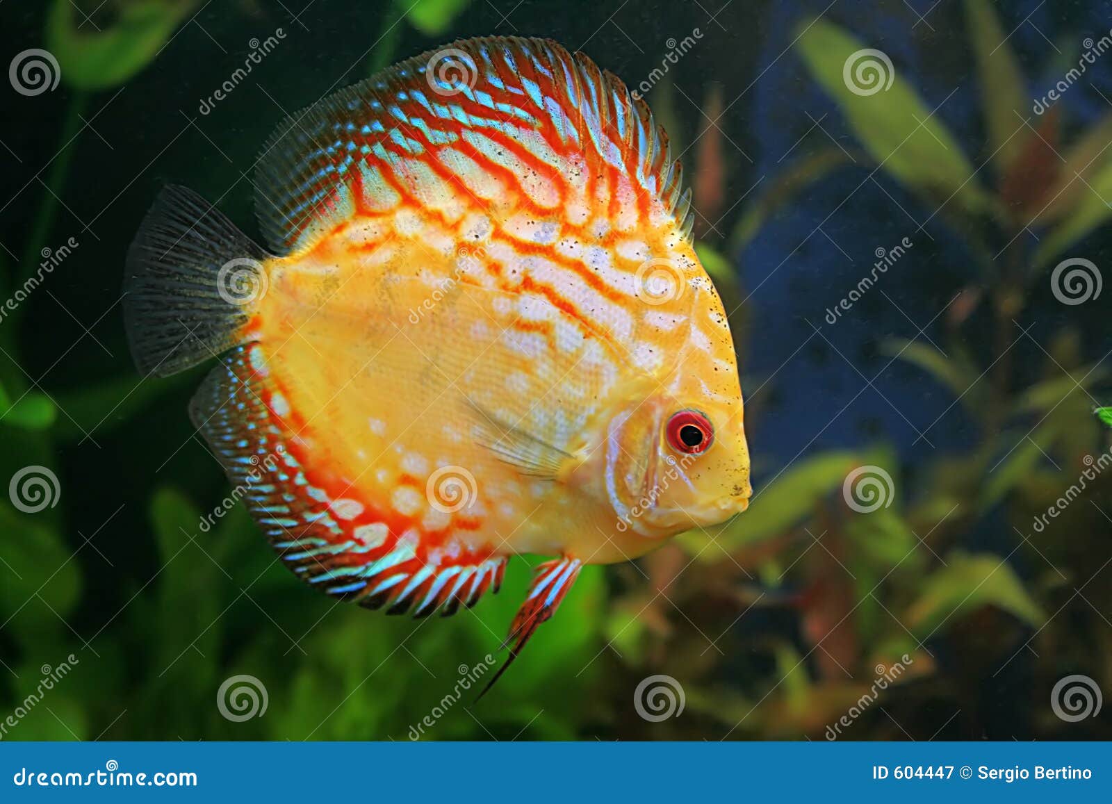 Discus stock image. Image of tropical, diskus, beauty, water - 604447