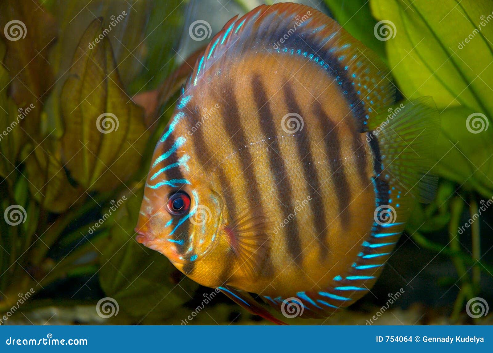 Discus stock photo. Image of color, aqua, animals, fish - 754064