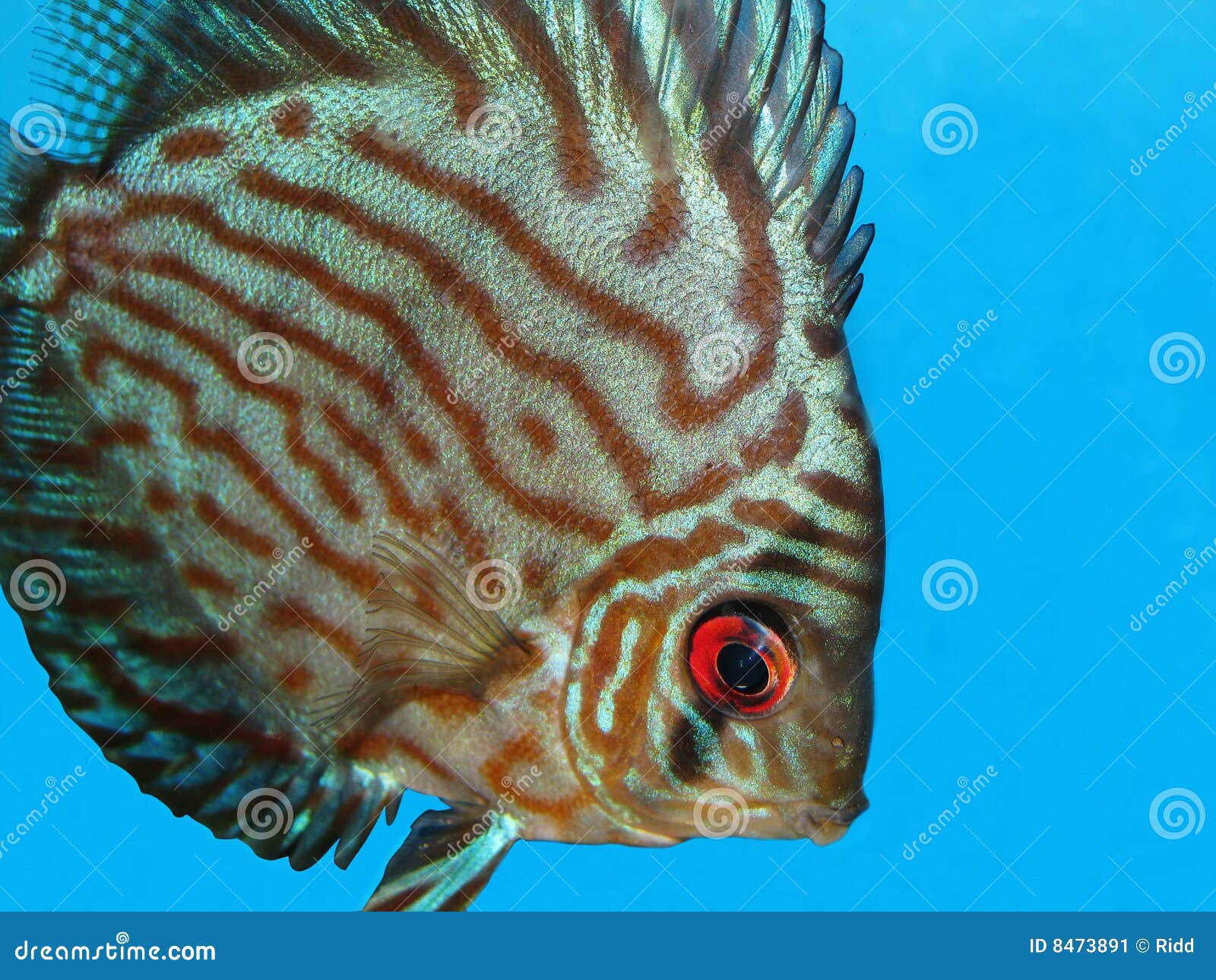 Discus stock image. Image of fish, tropical, animals, pets - 8473891