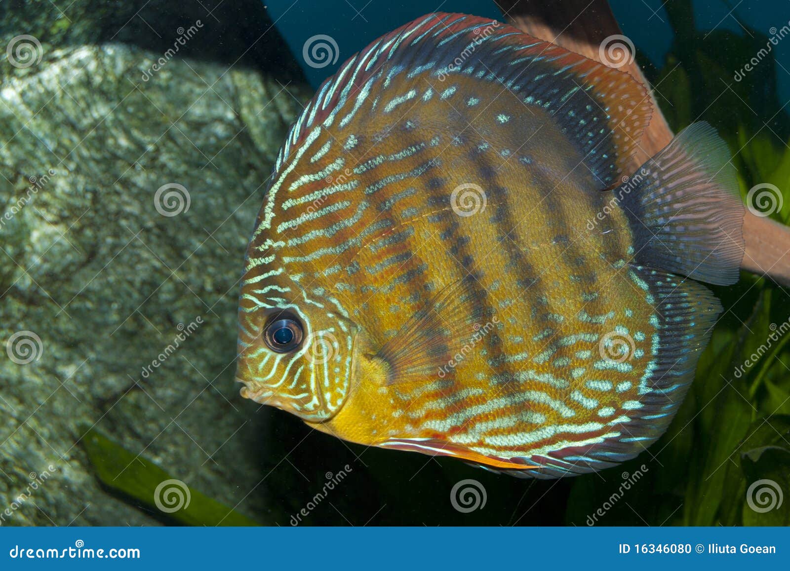 Discus in Aquarium stock photo. Image of fish, tropical - 16346080