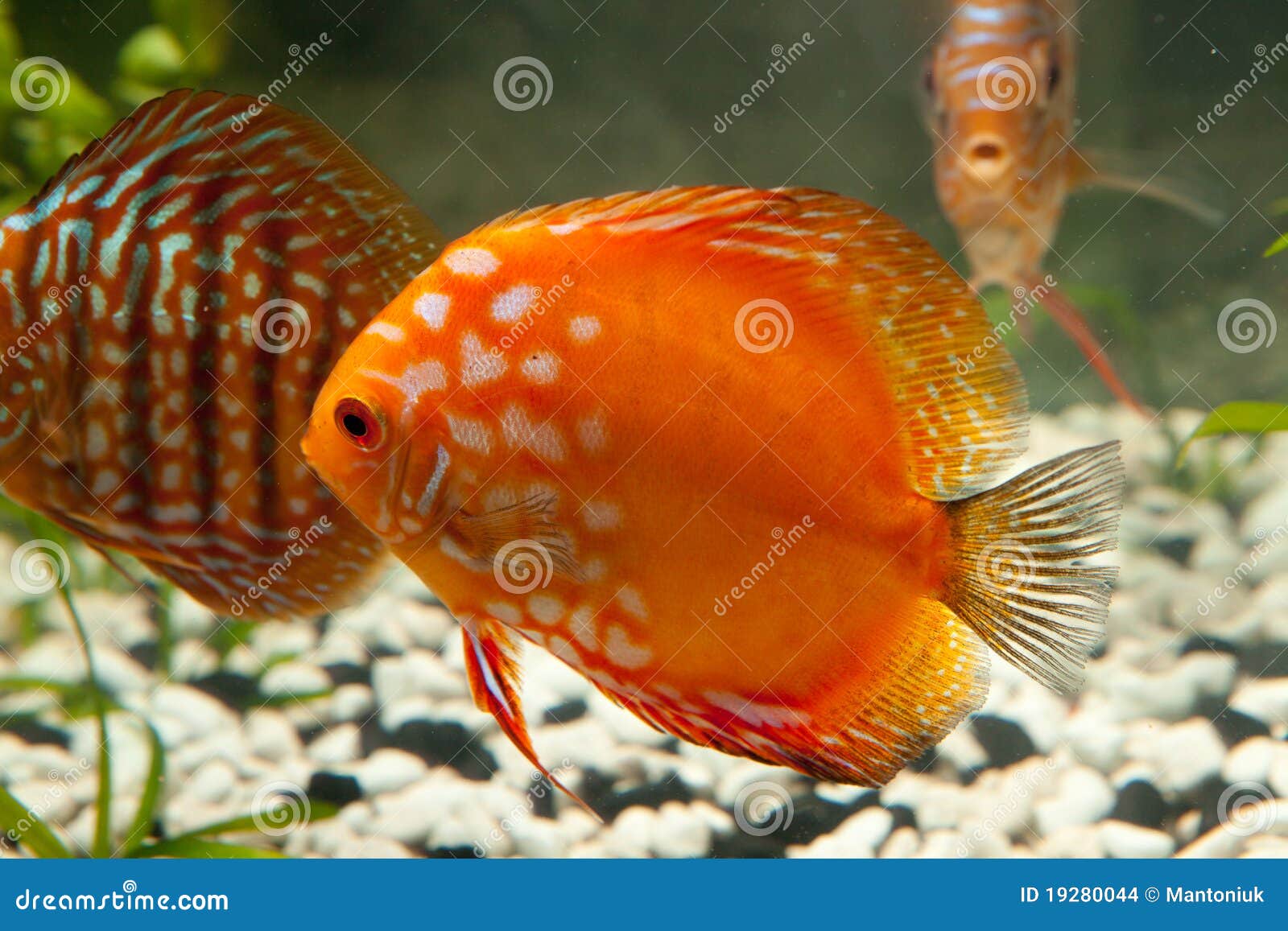 Discus aquarium fish stock photo. Image of beauty, closeup - 19280044
