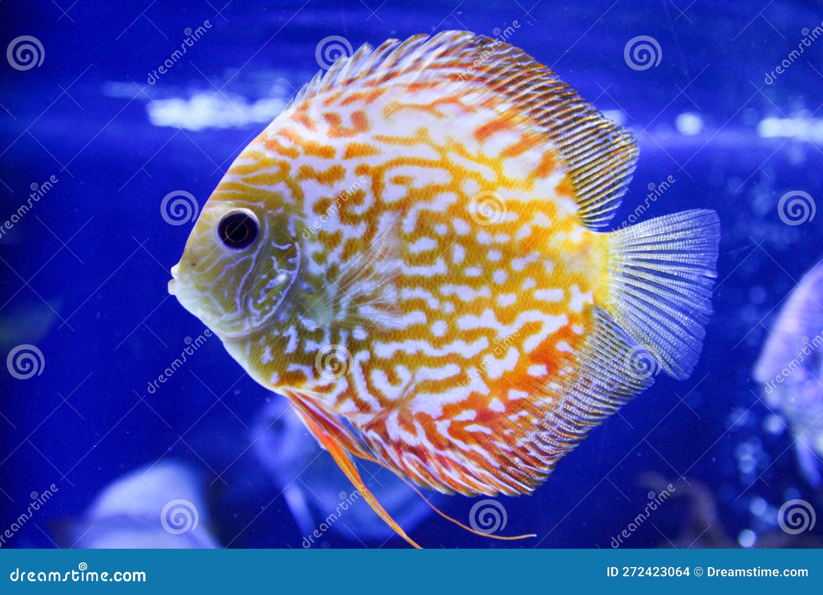 Discus - Aquarium Tropical Fish Species Stock Photography ...