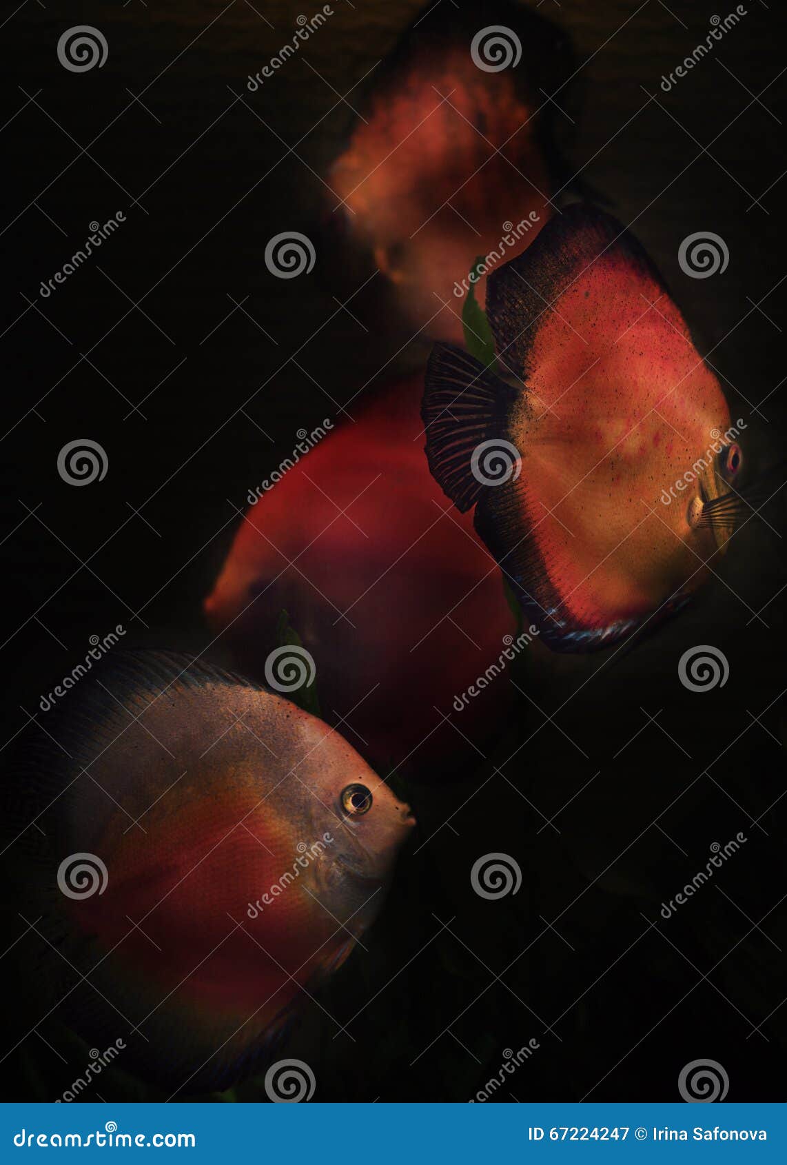 Discus aquarium fish stock image. Image of material, glass - 67224247