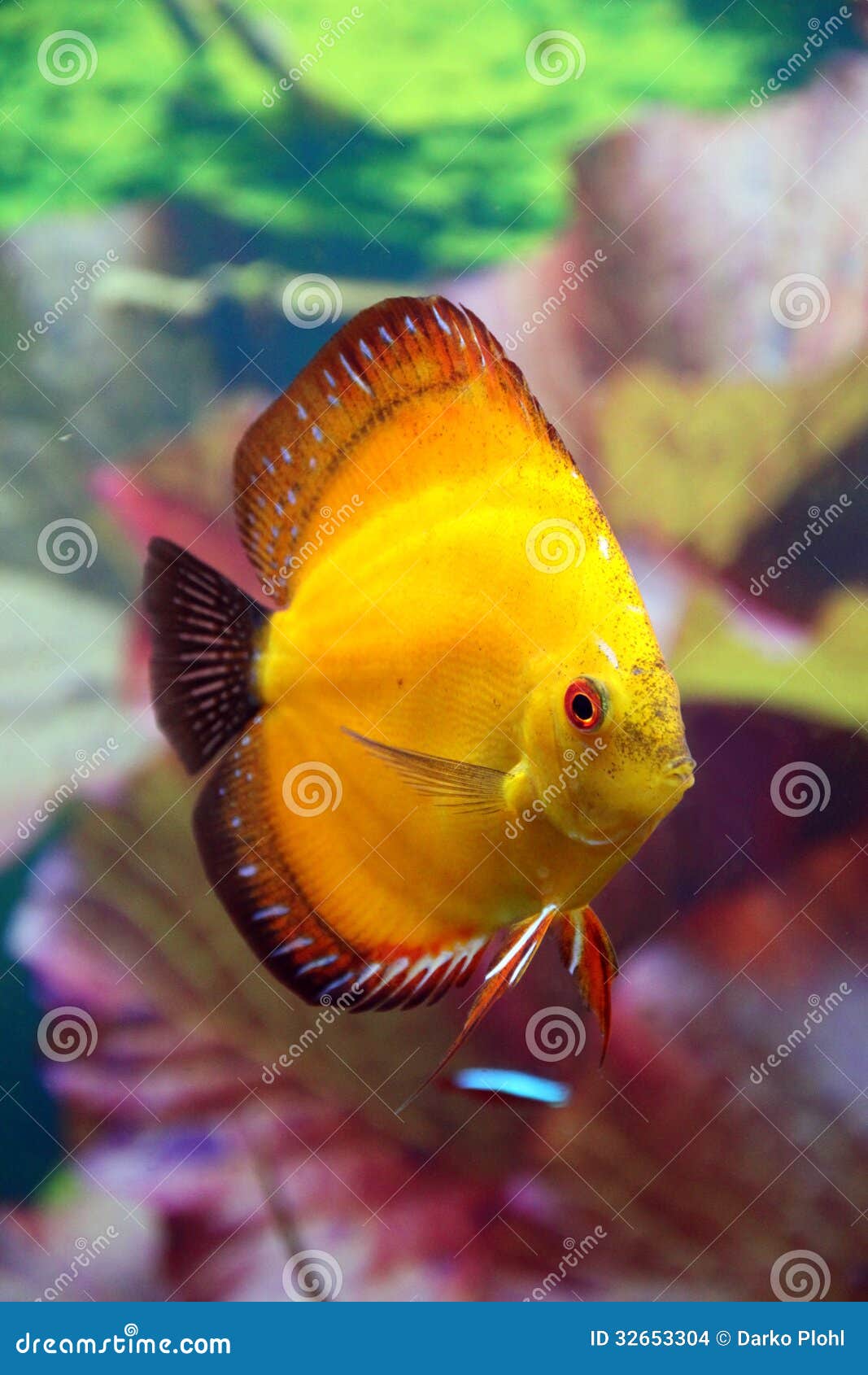 Discus aquarium fish stock photo. Image of water, gold - 32653304