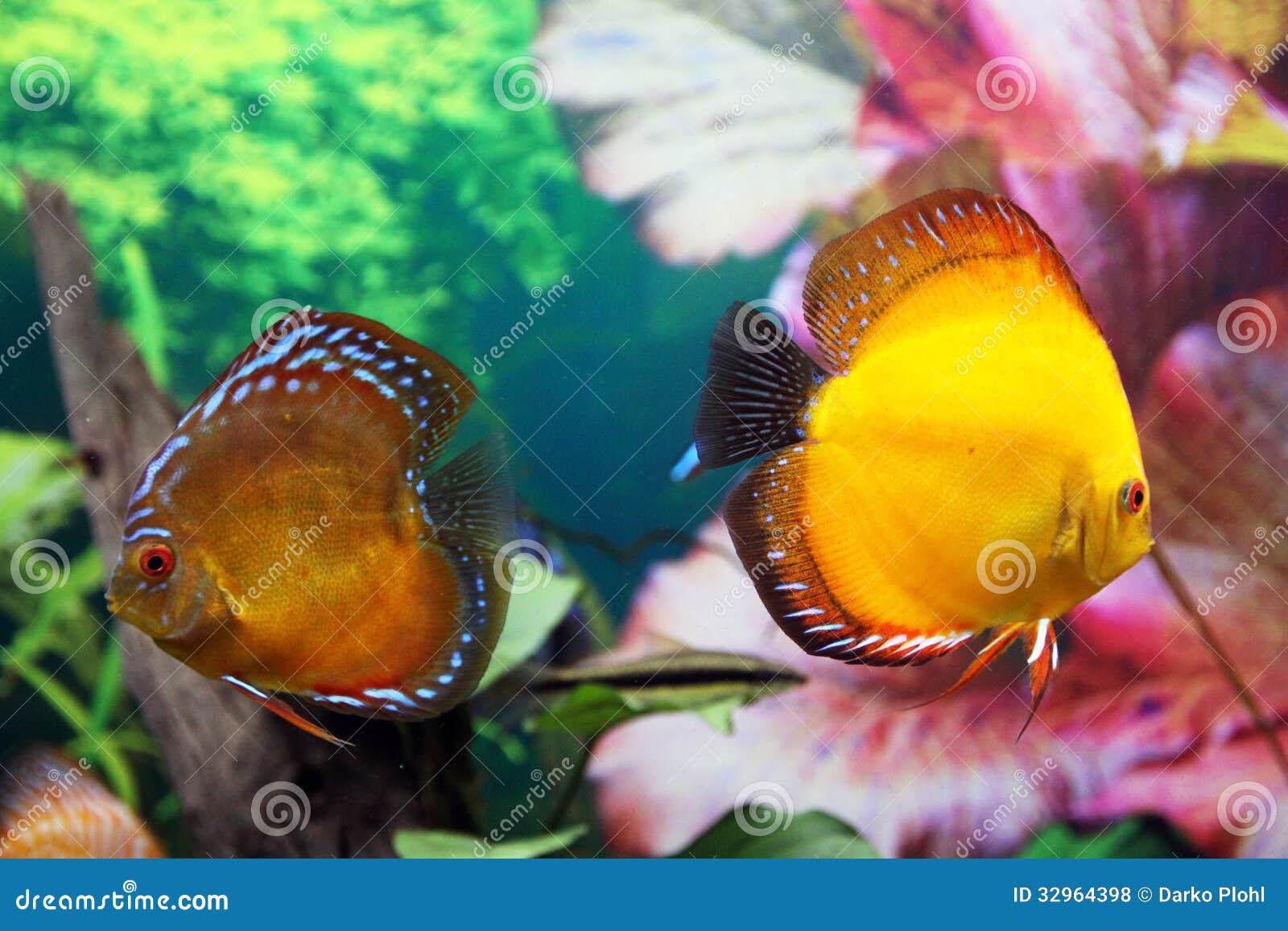Discus aquarium fish stock photo. Image of discus, gold - 32964398