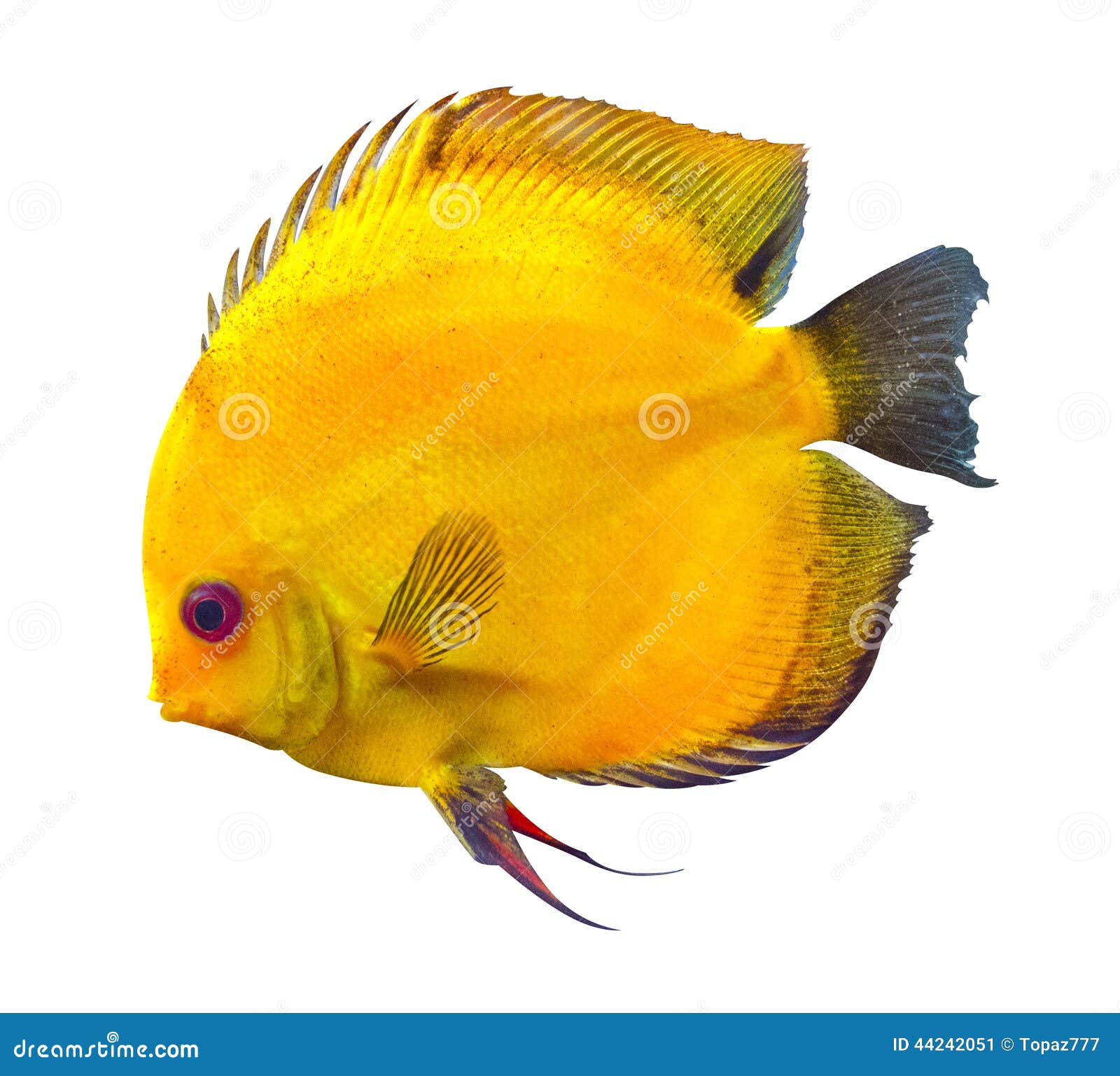 Discus stock image. Image of underwater, background, fish - 44242051
