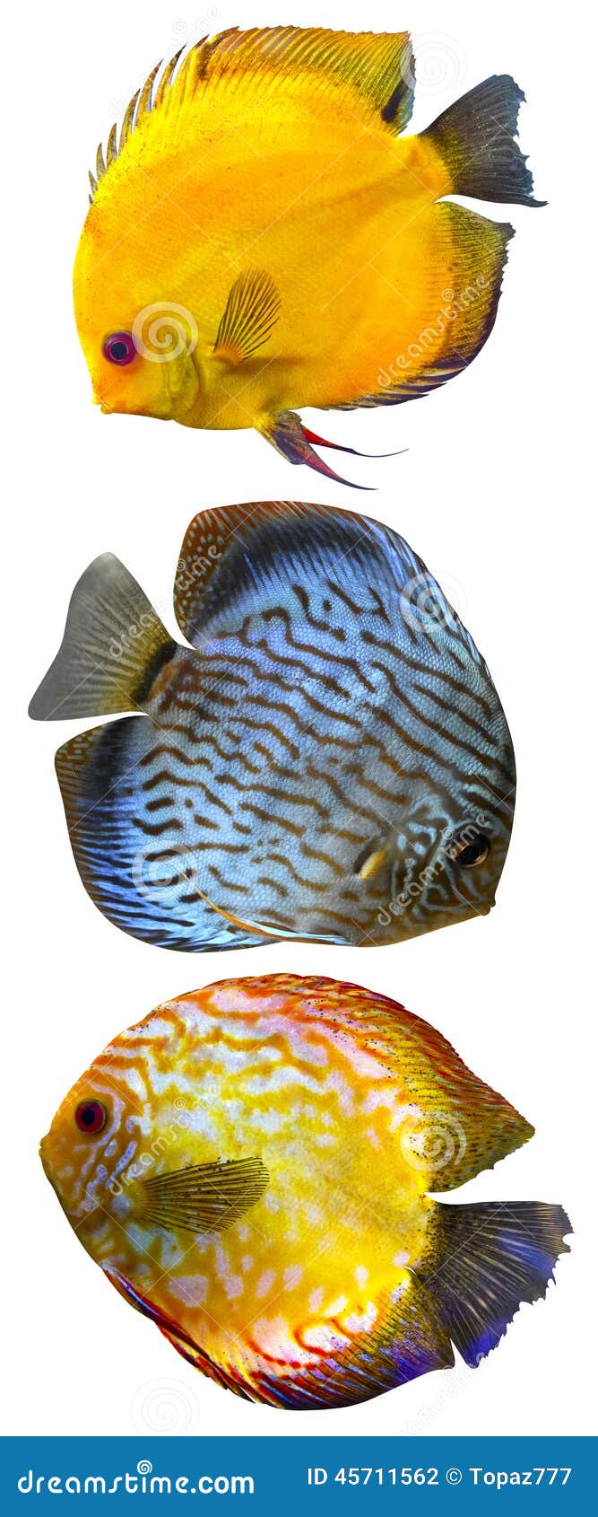 Discus stock photo. Image of cichlid, beauty, blue, exotic - 45711562