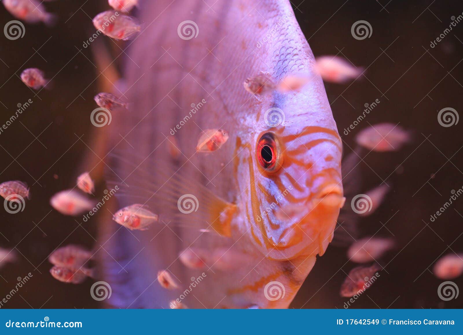 Pink Discus Fish