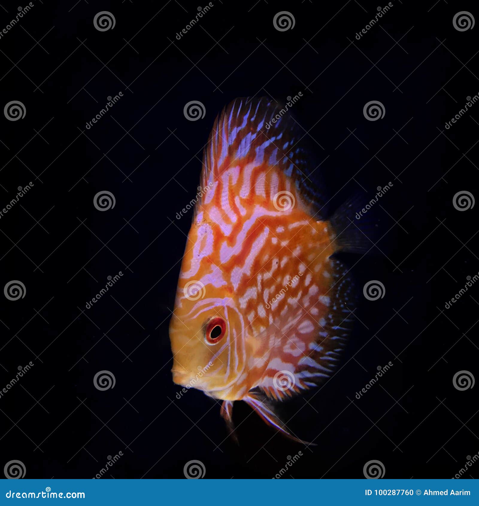Discus stock photo. Image of discus, life, beautiful - 100287760